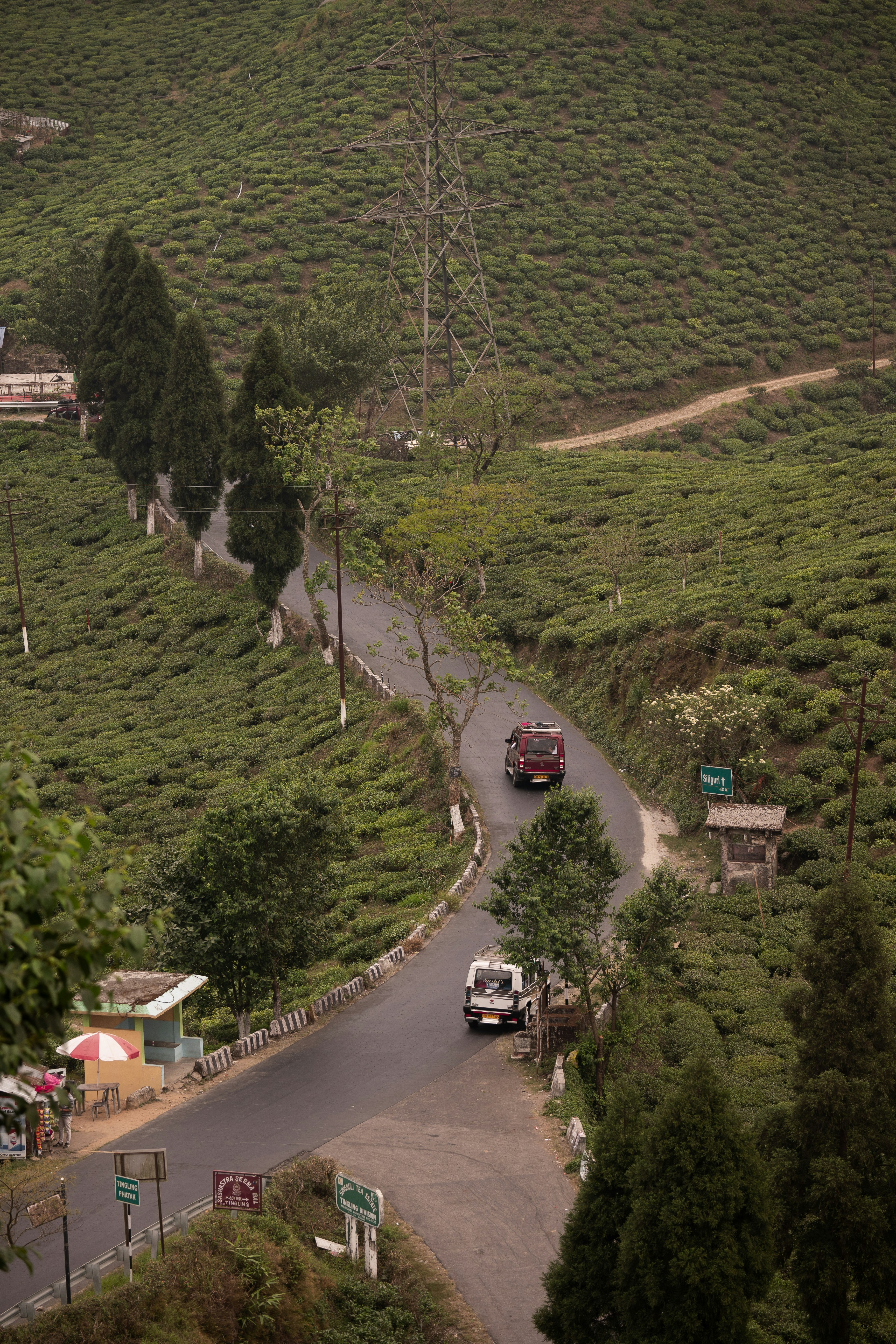 Winding Through the Green: A Journey in Tea Country