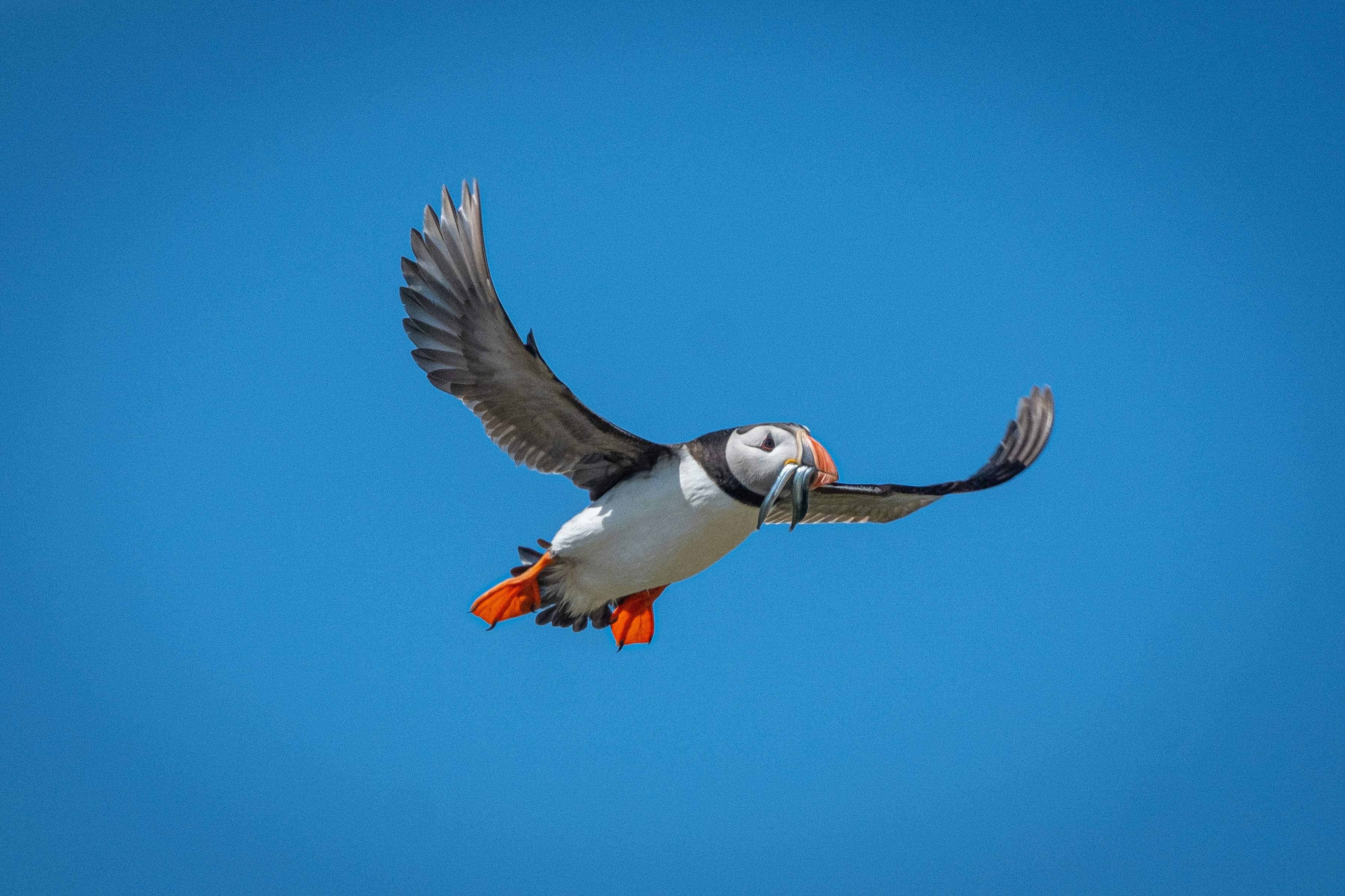 Wallpaper Beak Flight Wings Free Eagle In Flight Image | Download At