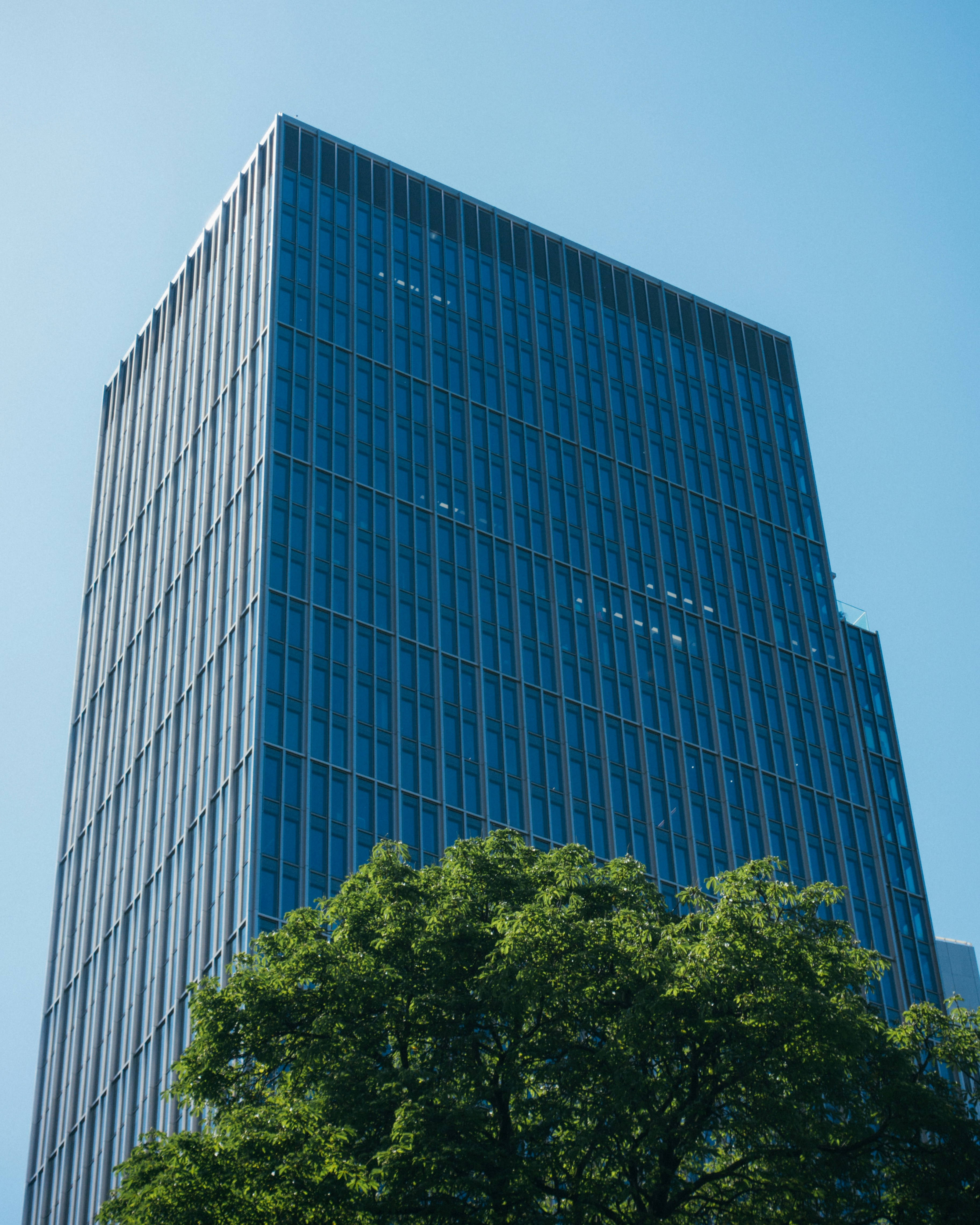 Modern skyscraper with vertical lines of windows rising above a lush green tree.