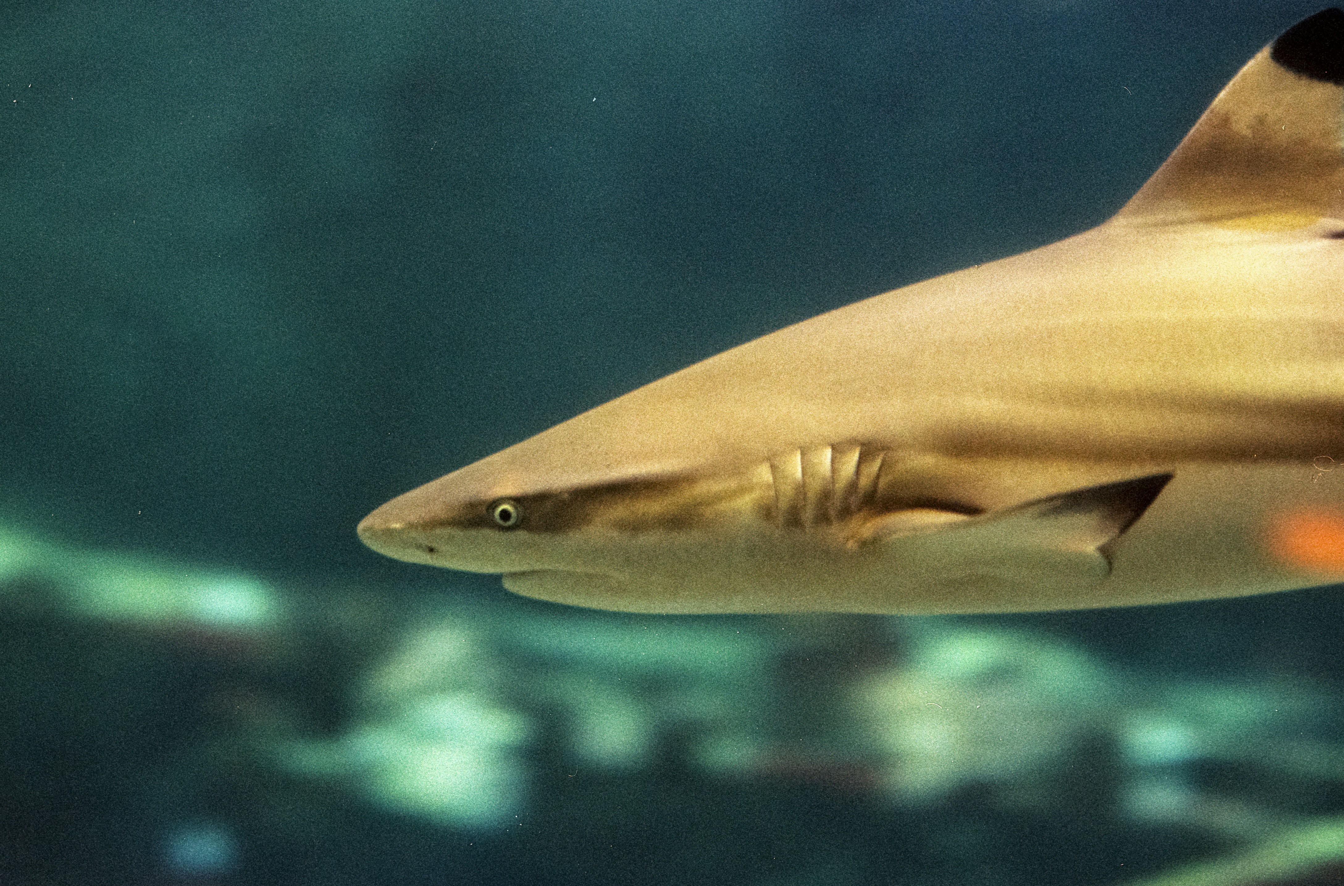 Tiger Shark Pictures | Download Free Images on Unsplash