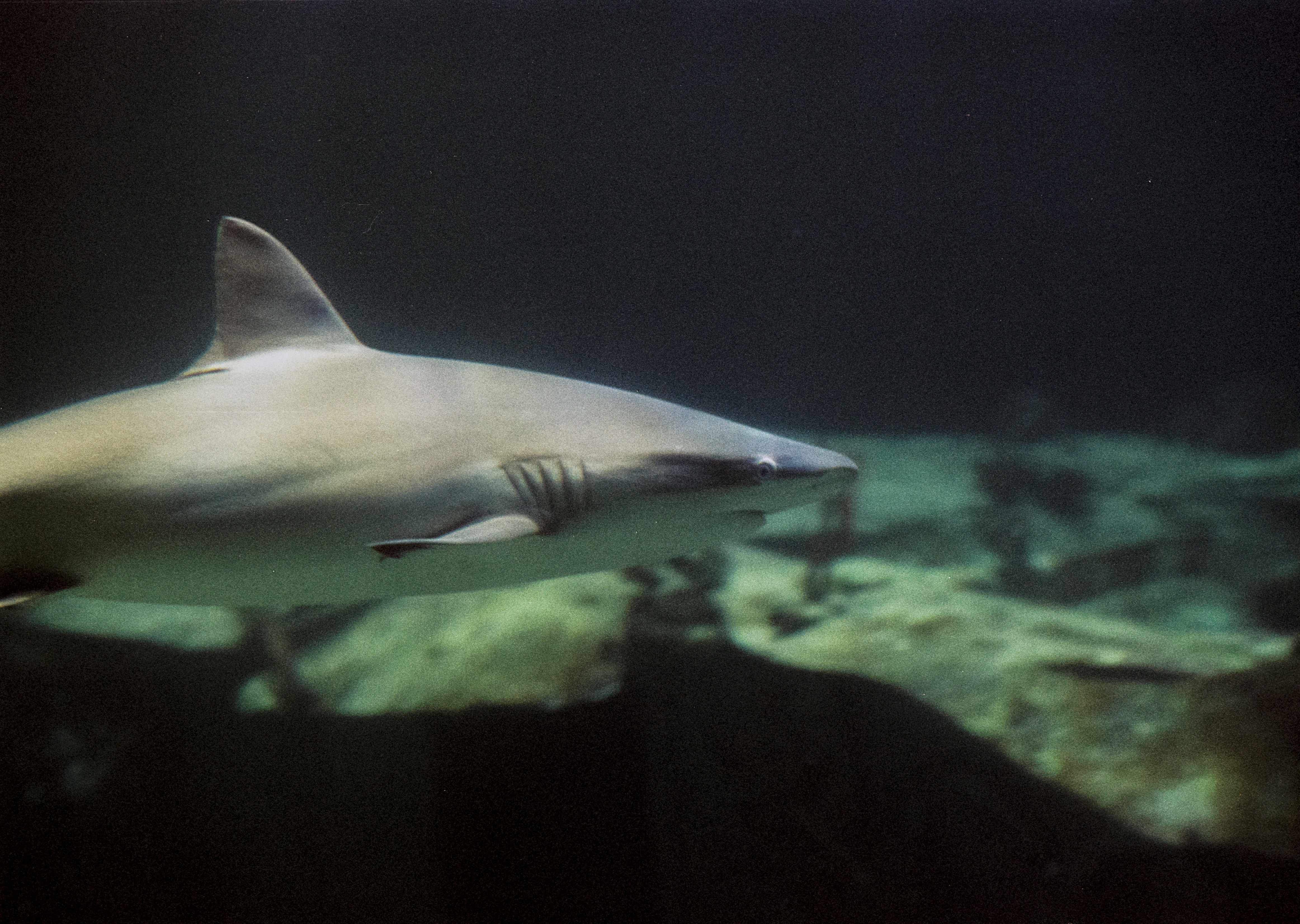 A large white shark swimming in an aquarium photo – Free Netherlands ...