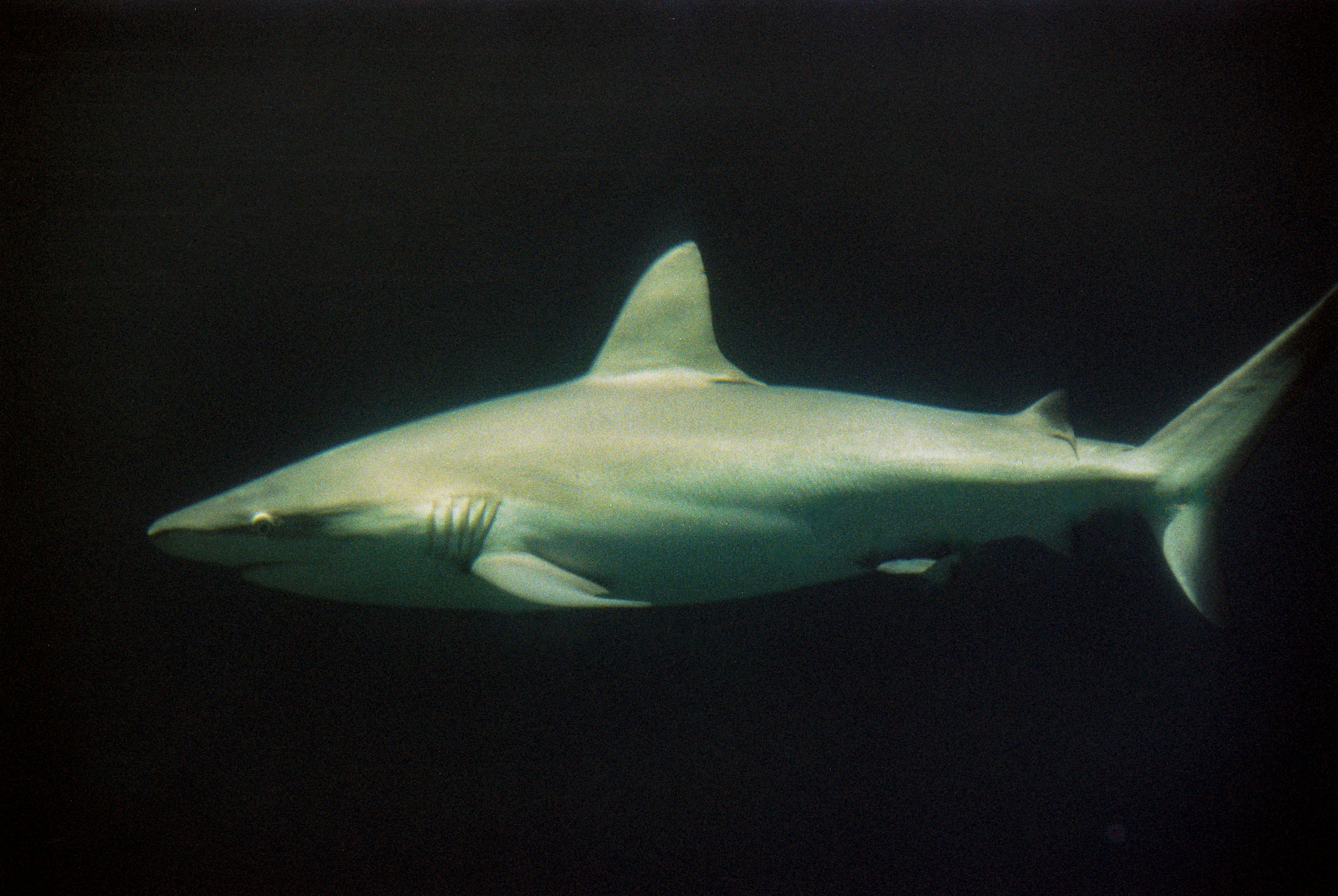 Underwater photograph of a lone shark gliding through dark blue water, its silhouette softly illuminated.