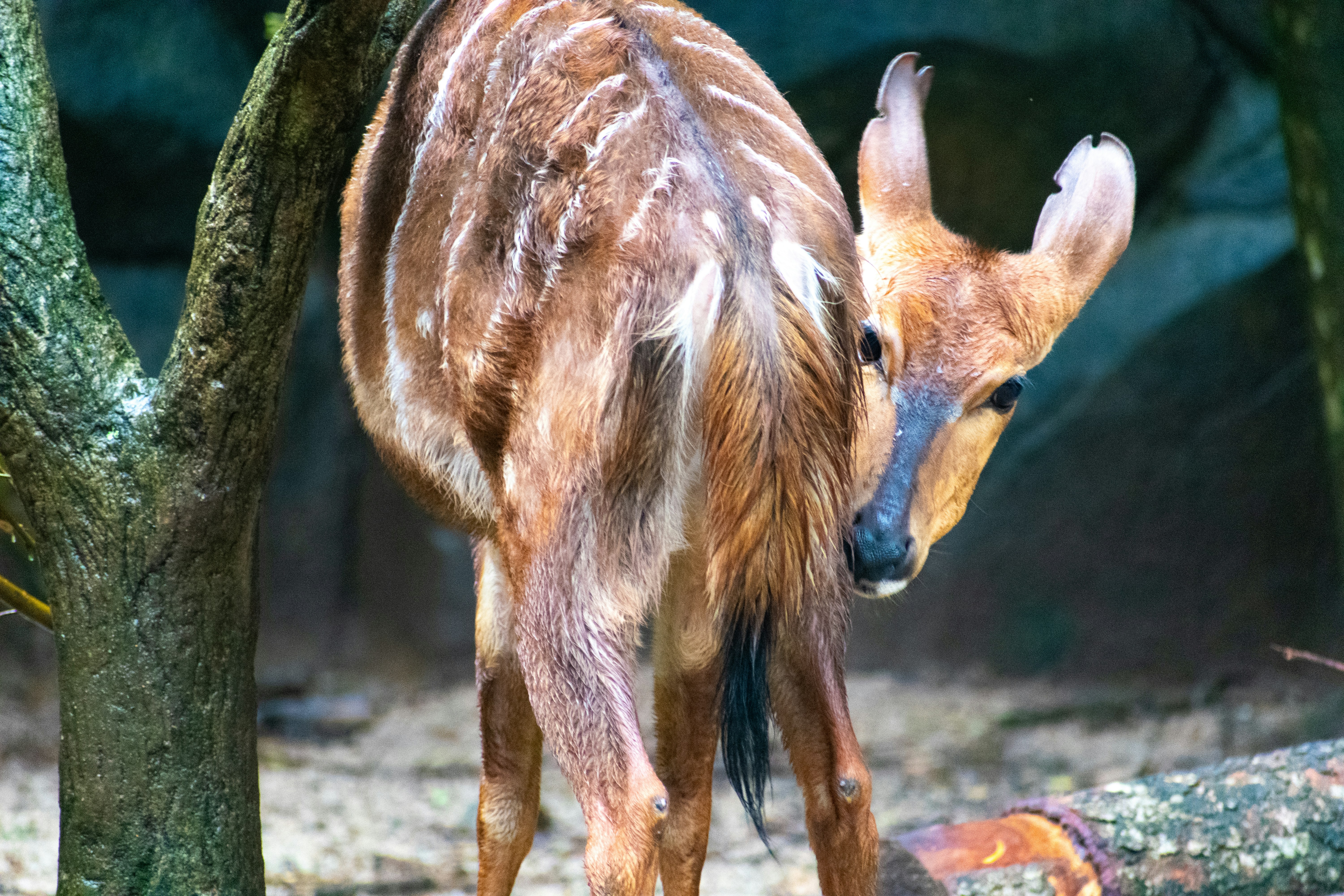 Graceful Sidelong Gaze: A Deer Among Logs