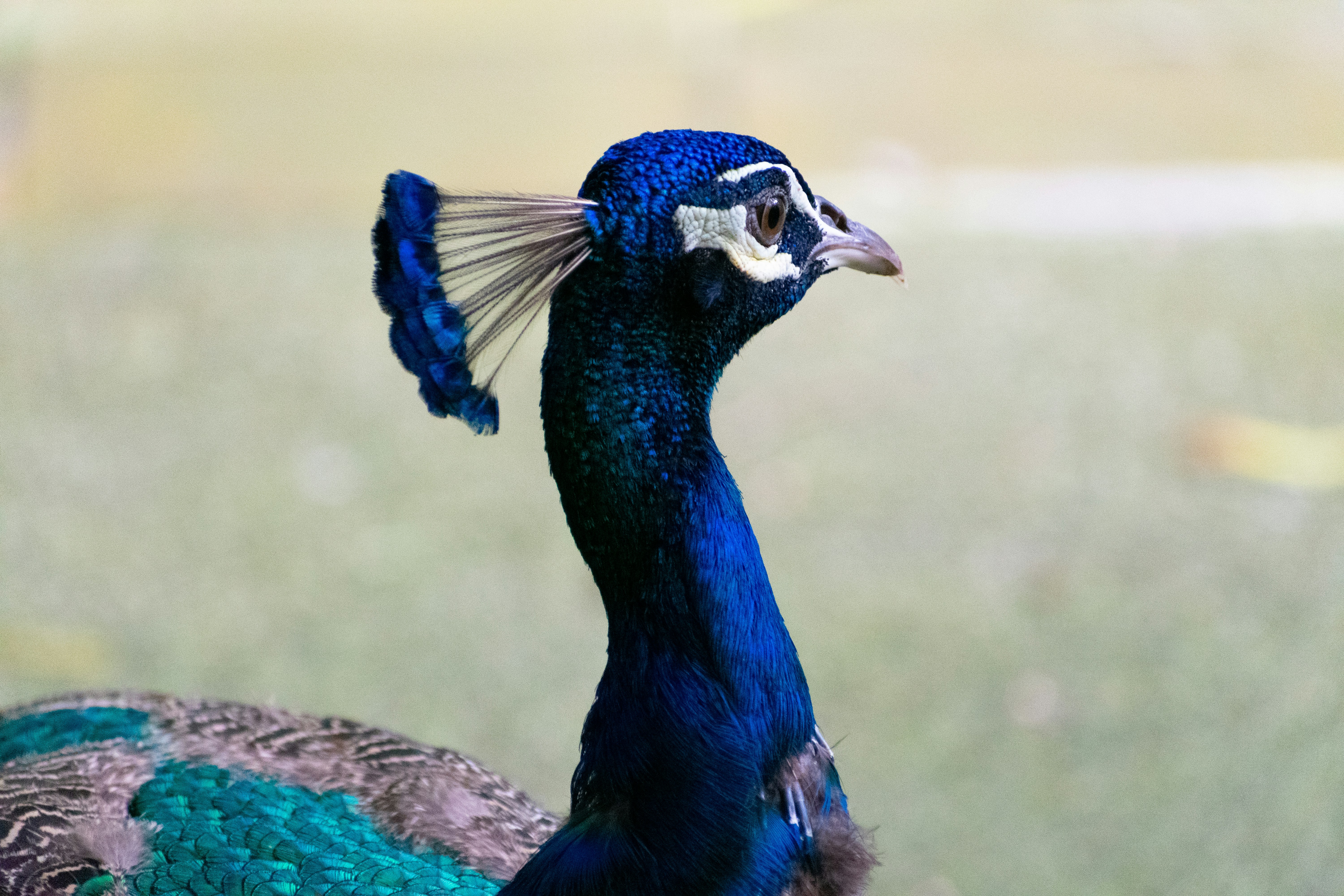 Iridescent Crown: Peacock Portrait Amid Soft Green Backdrop