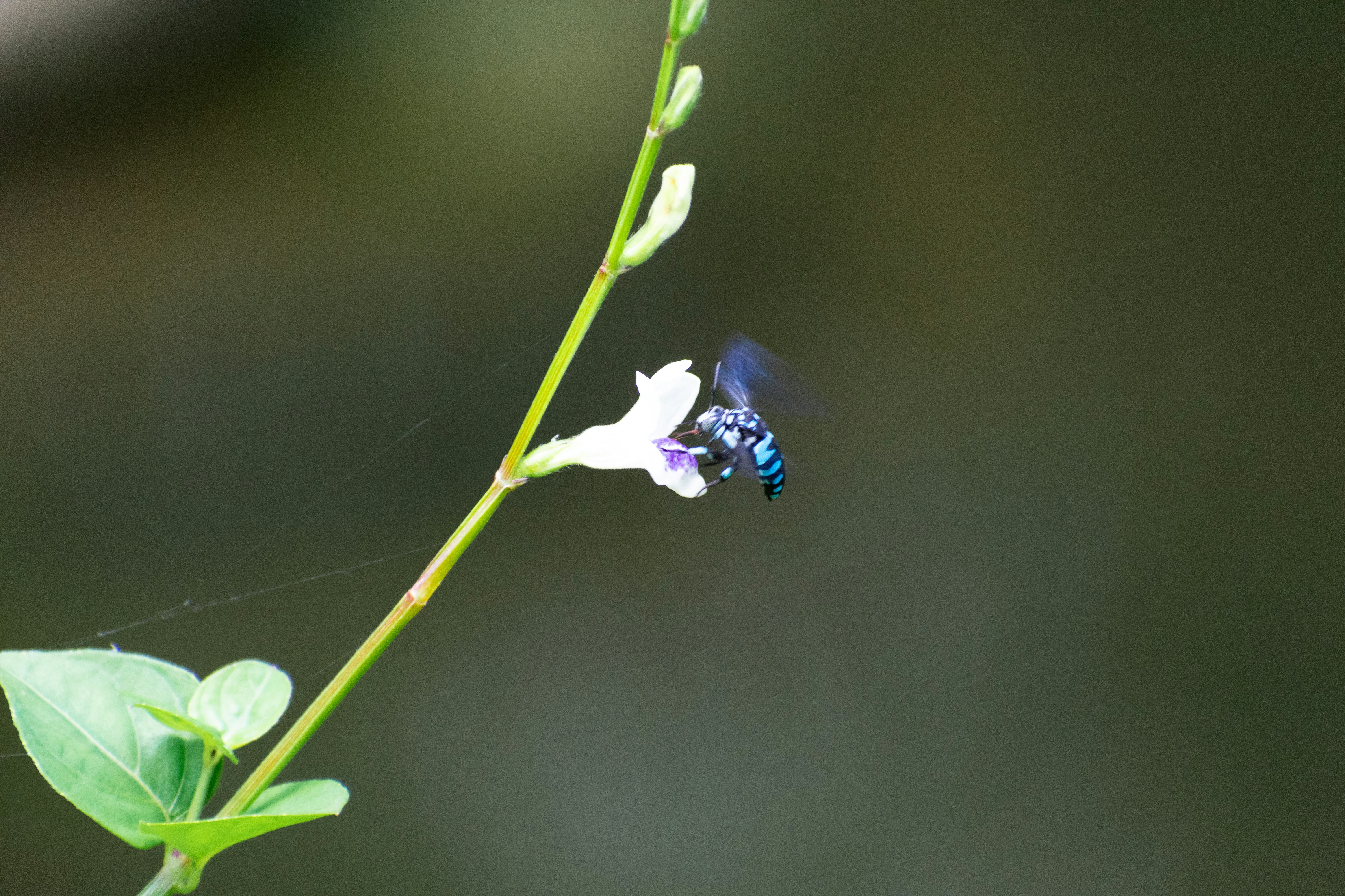 Azure Bee on a Tiny White Bloom: A Moment on a Slender Stem