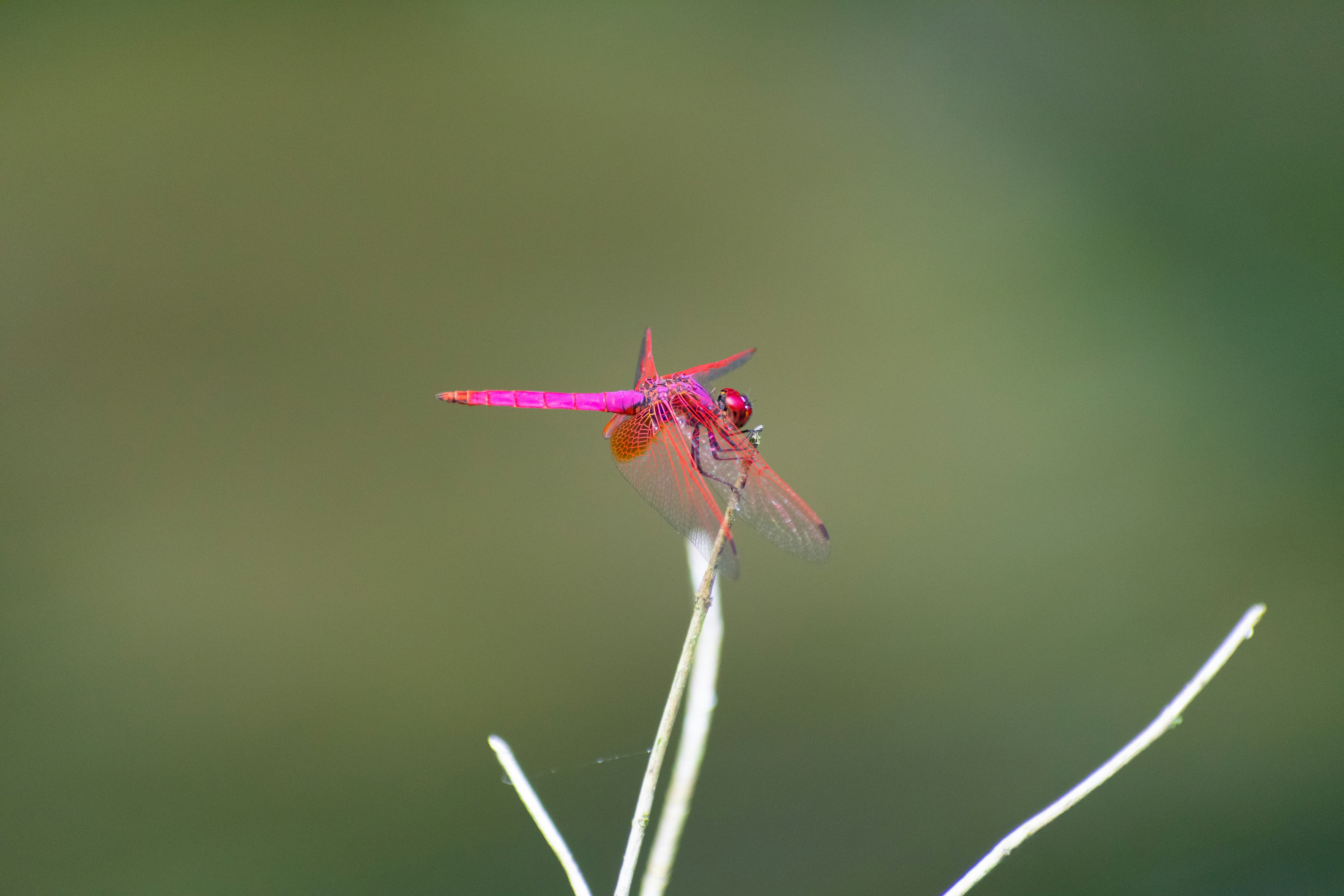 a red dragonfly sitting on top of a pink flower