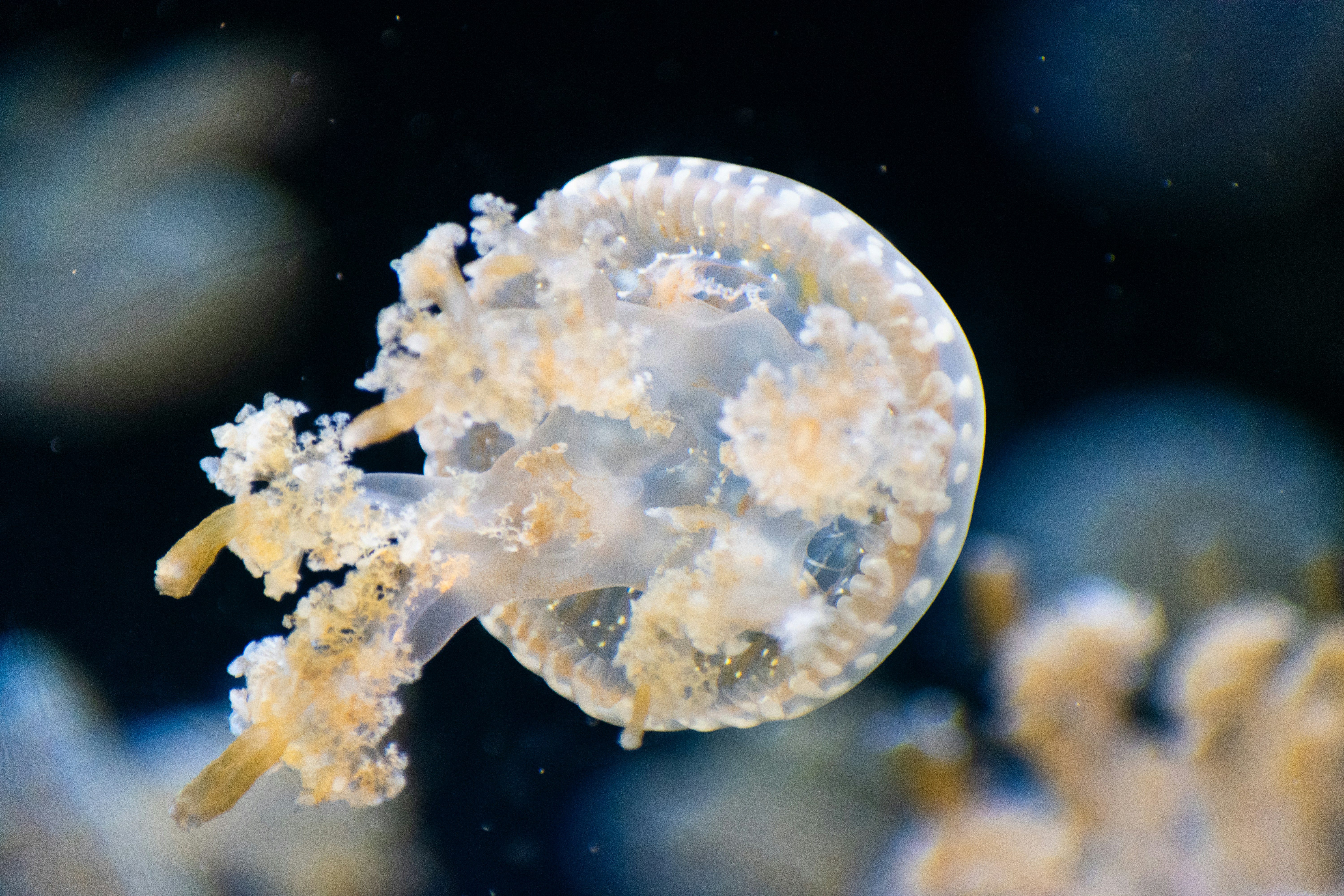 Luminous Jellyfish in a Misty Ocean Gallery