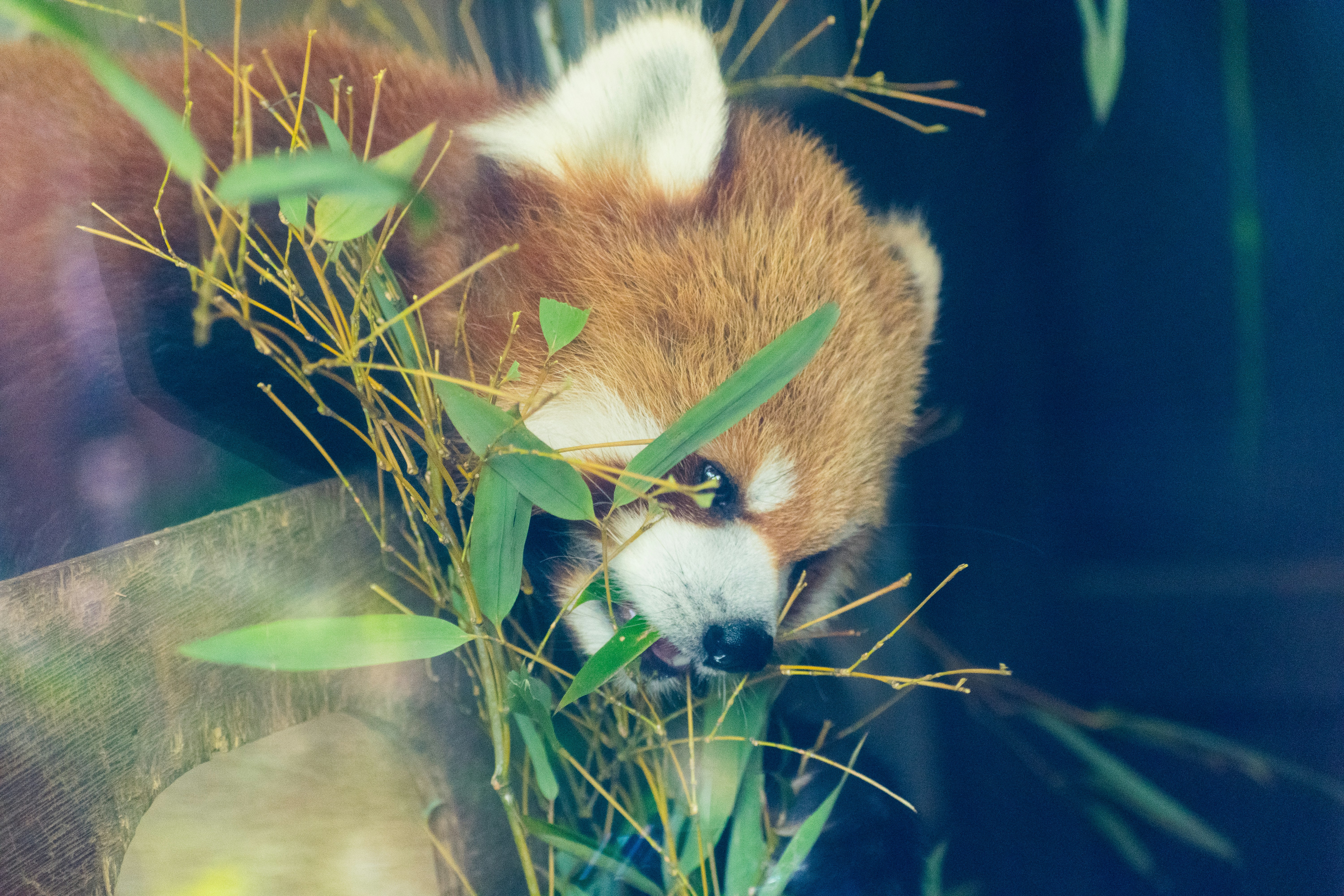 Photo by Robin Teng with Nikon D3400