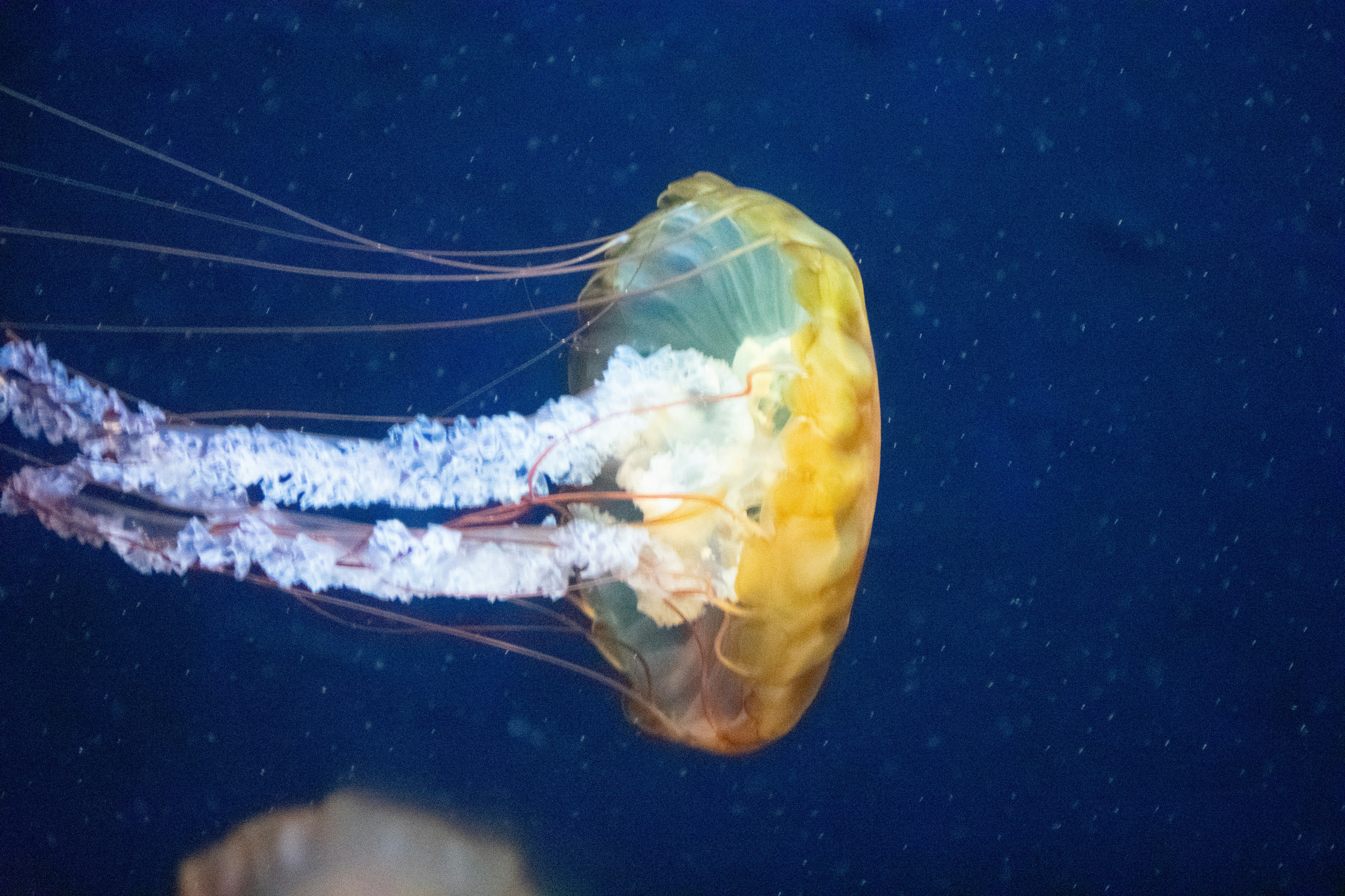 Jellyfish Jewel Drifting Through Cobalt Abyss