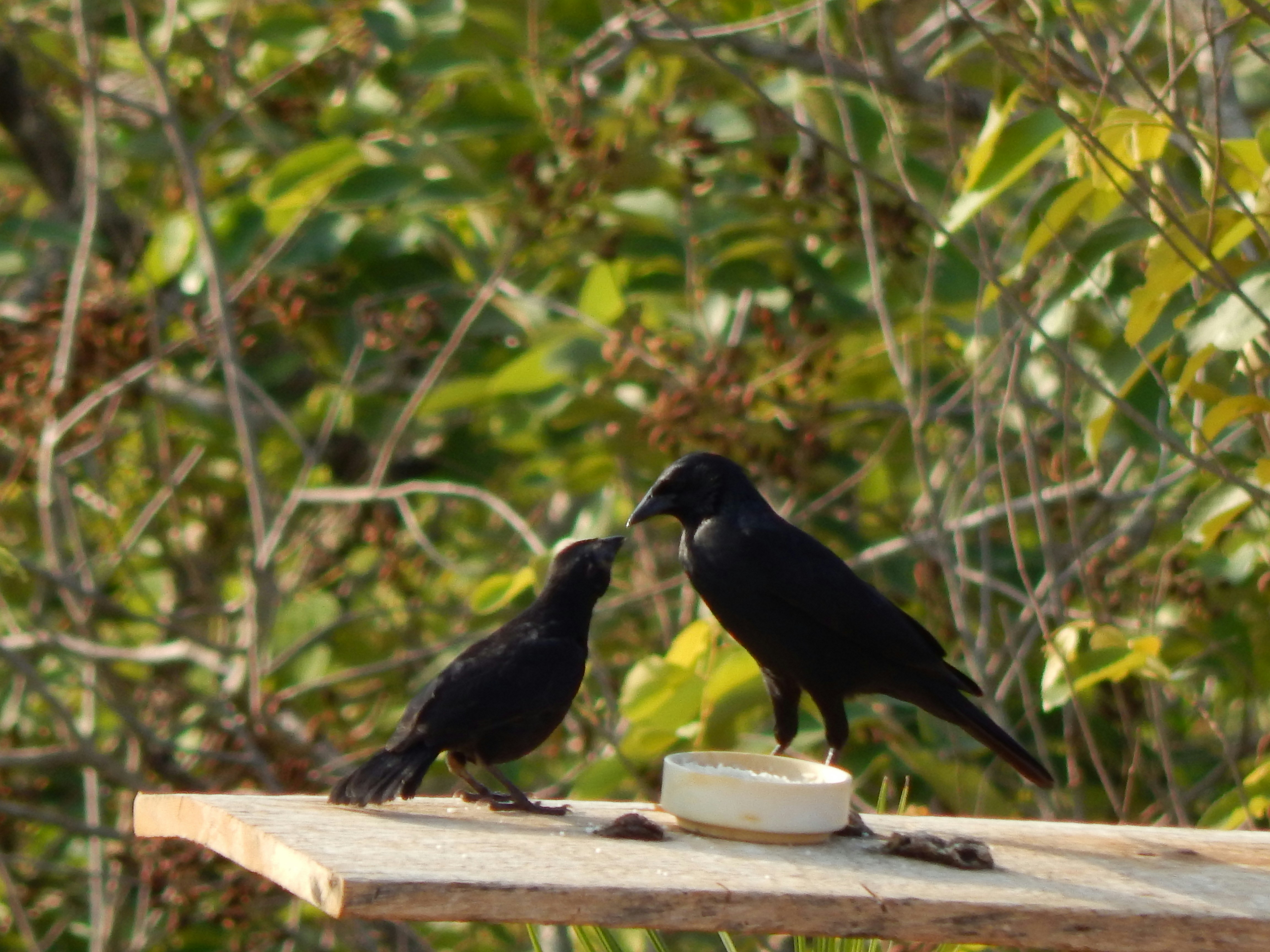 Whispered Exchange at the Woodland Feeder