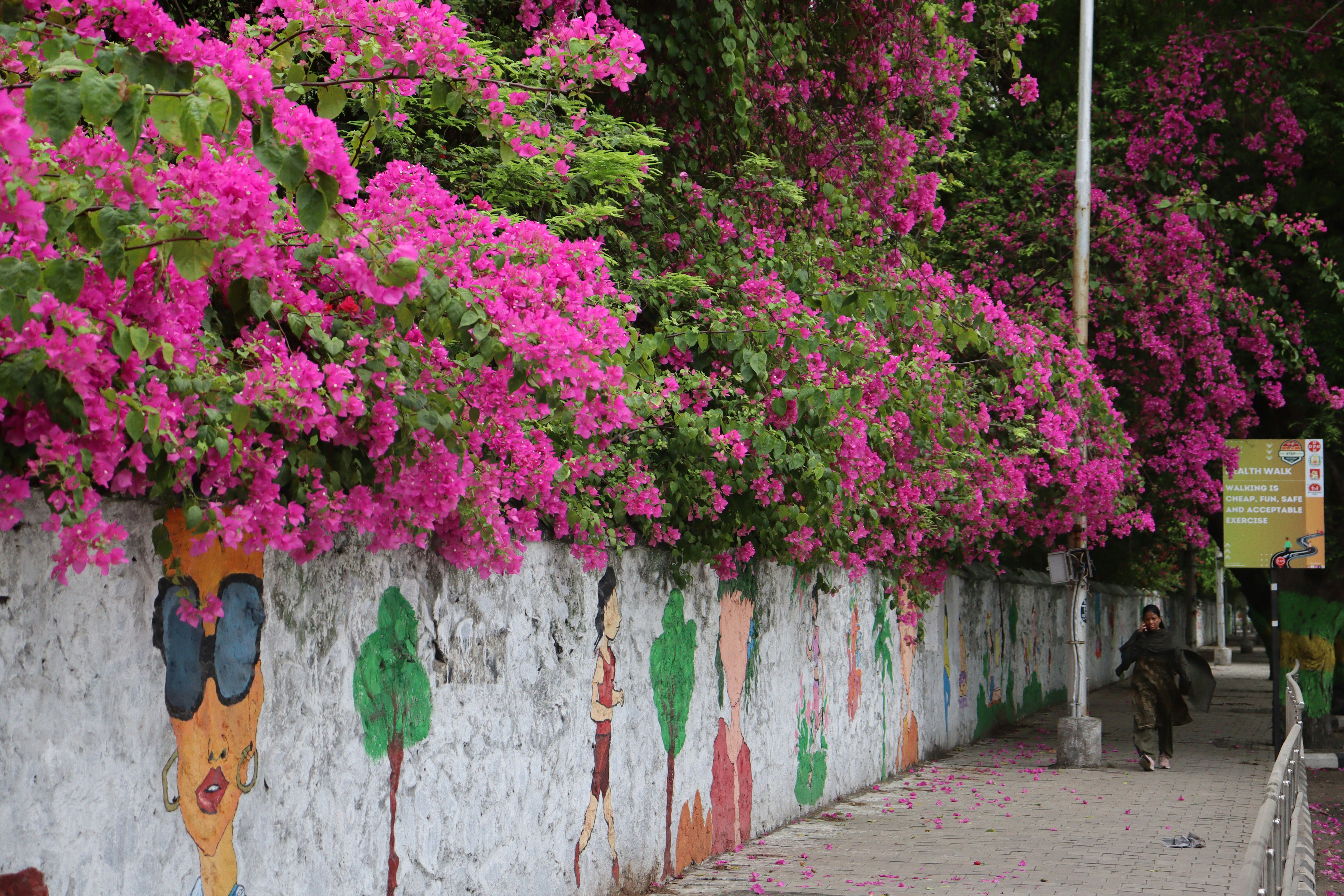 Pink Bougainvillea Corridor with Murals