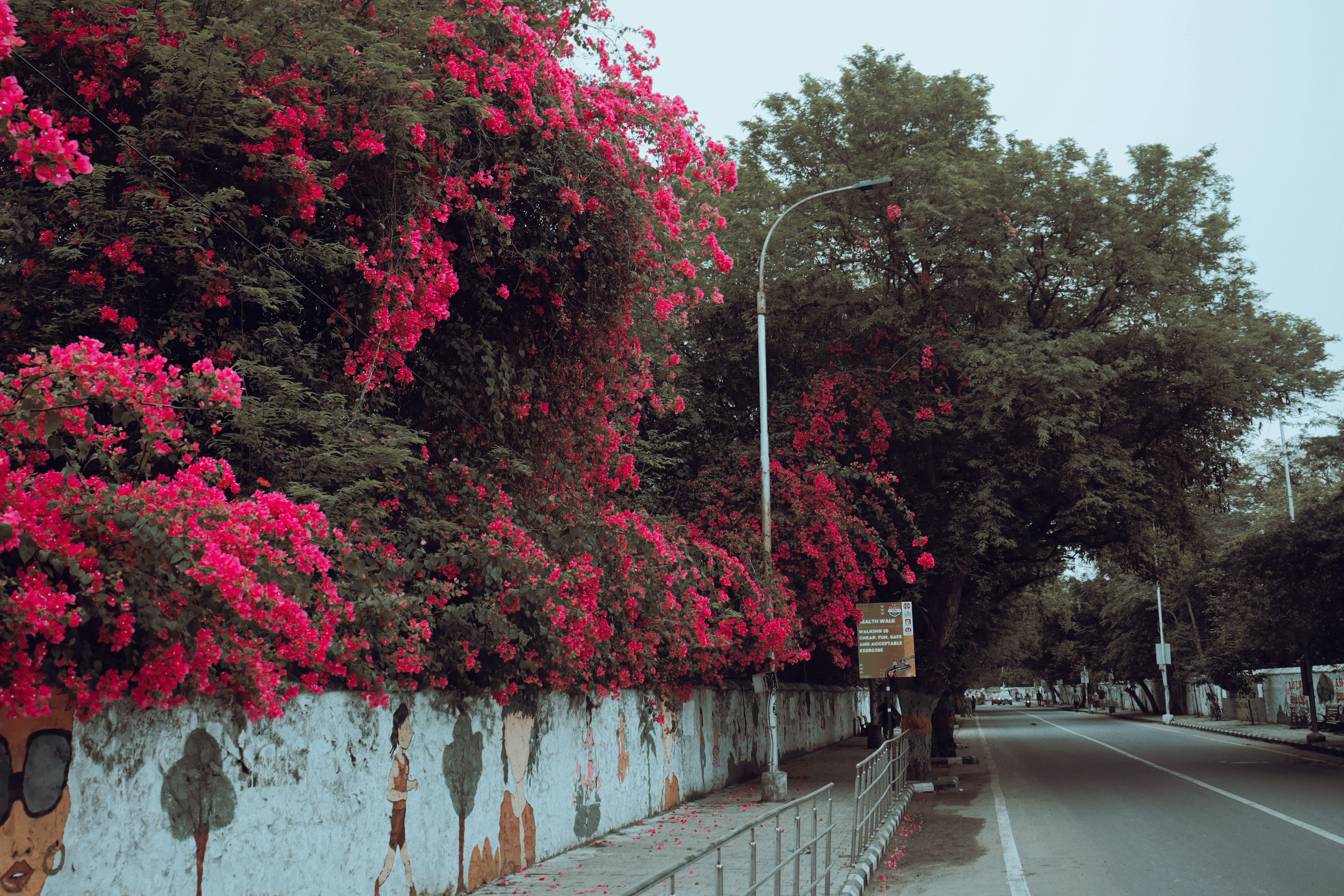Vibrant bougainvillea blooms cascade over a weathered wall along a quiet street, creating a striking contrast with the urban backdrop.