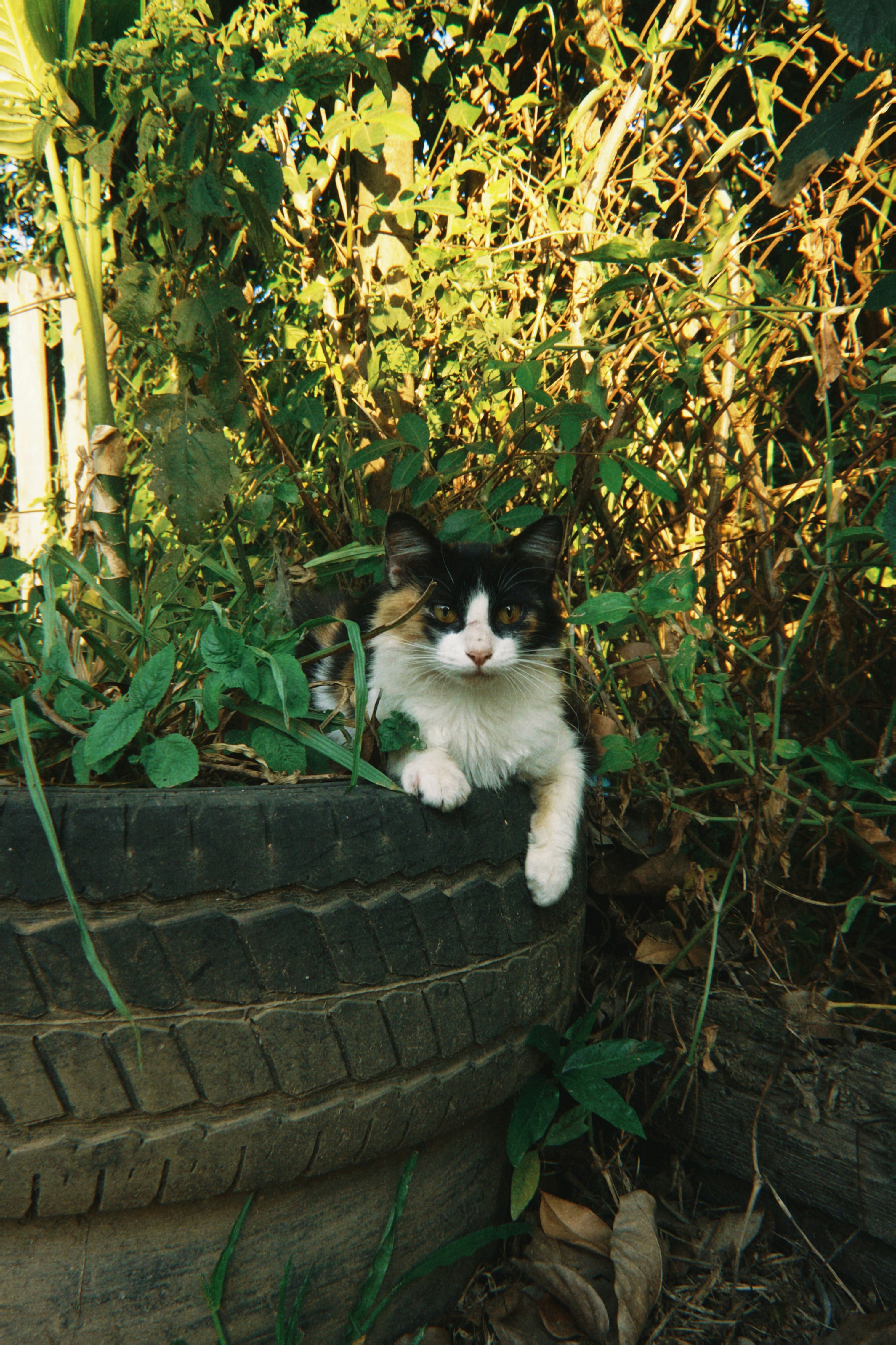 Calico in the Tire Garden: A Sunlit Hideaway