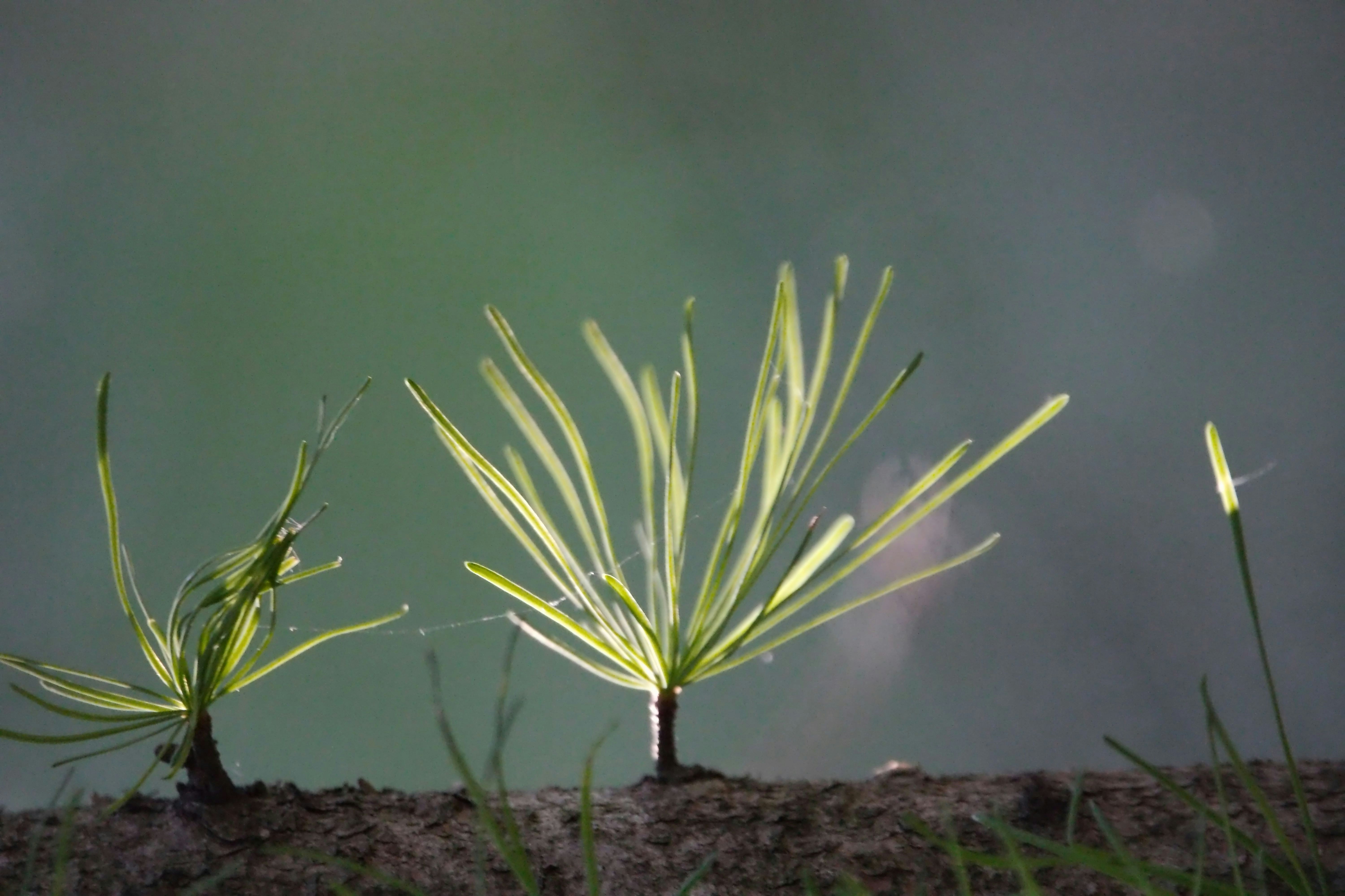 Tender Sprouts Against a Tranquil Backdrop