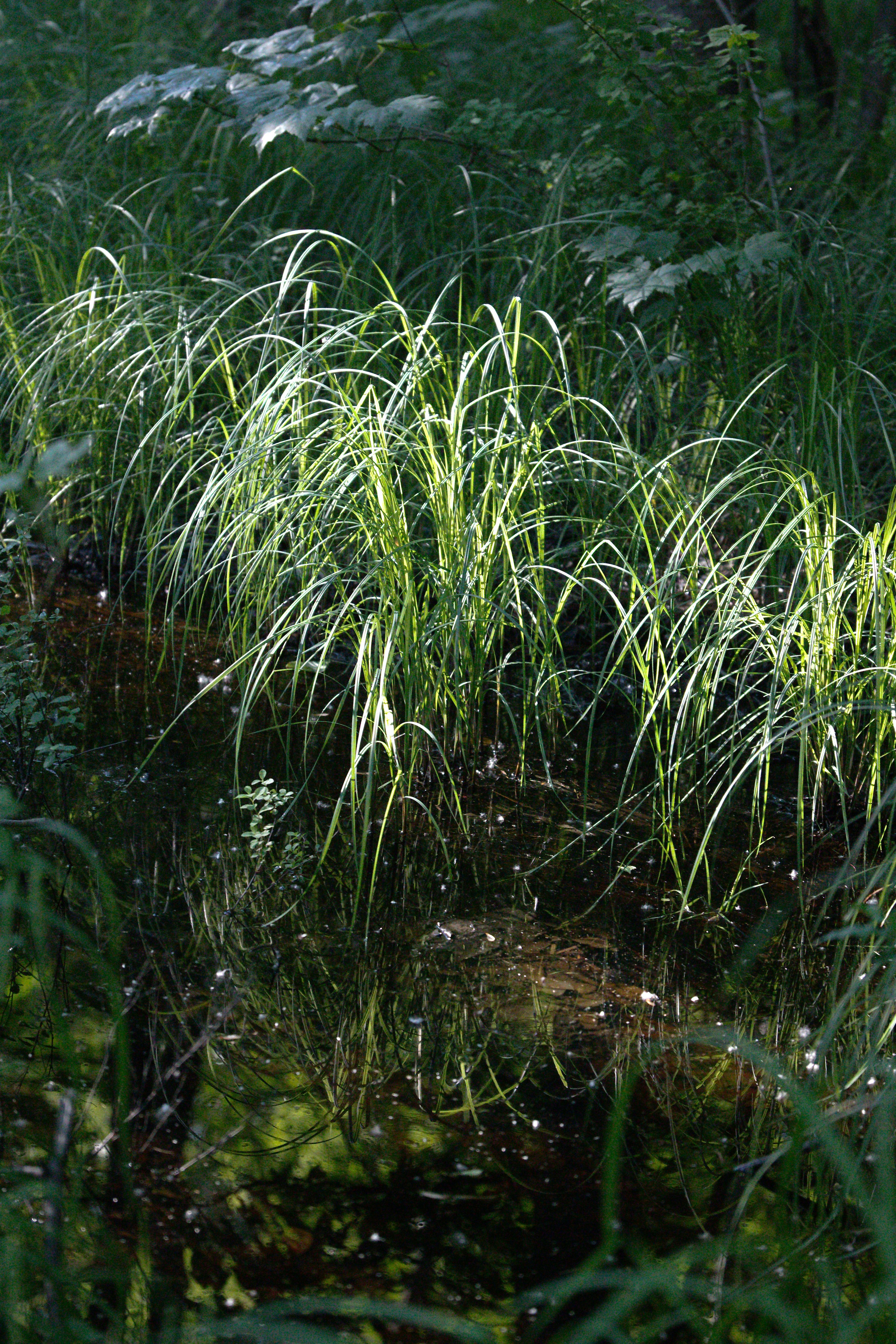 Emerald Arches Over a Quiet Wetland Pool