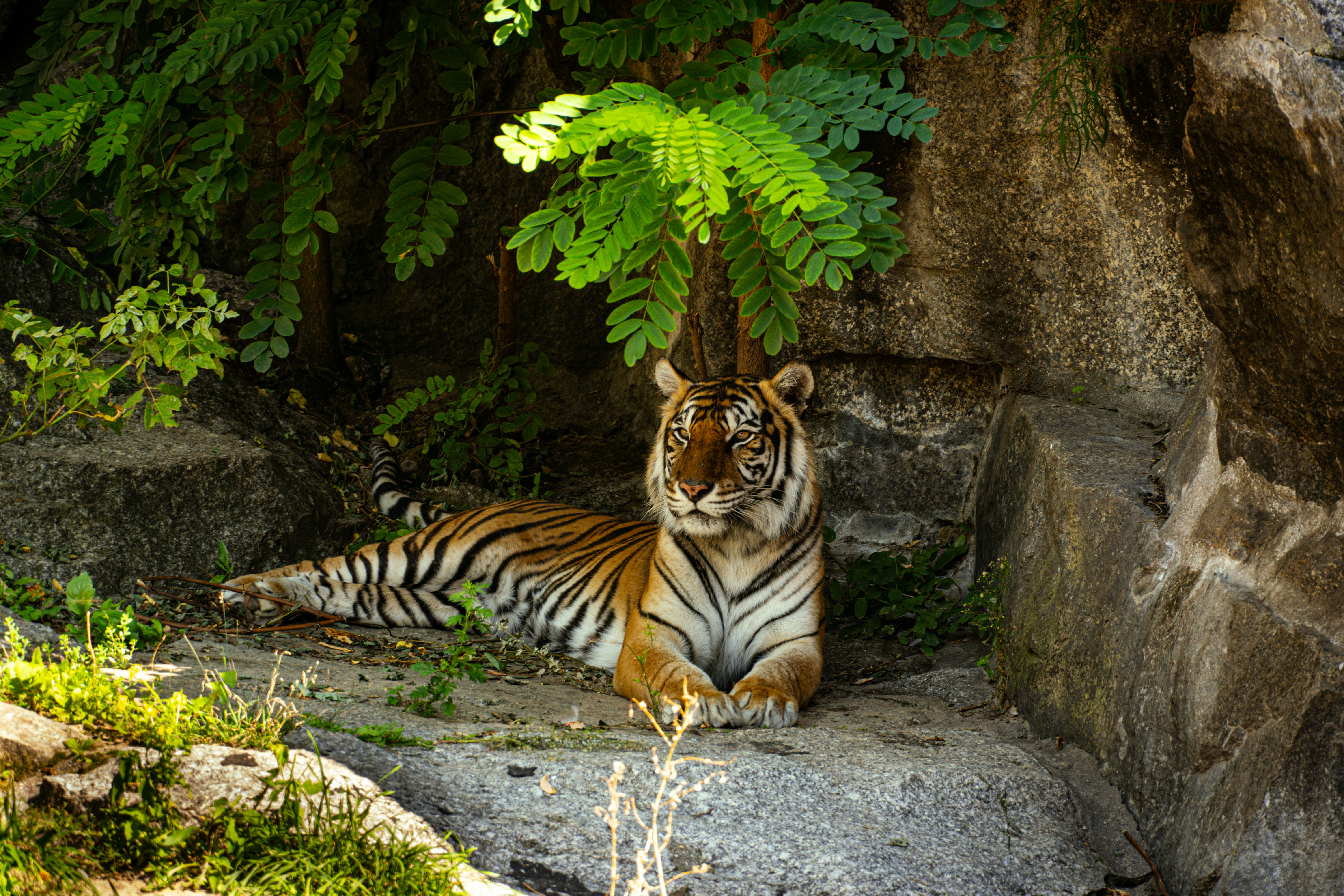 Quiet Majesty: Tiger Resting in a Rock-Framed Glade