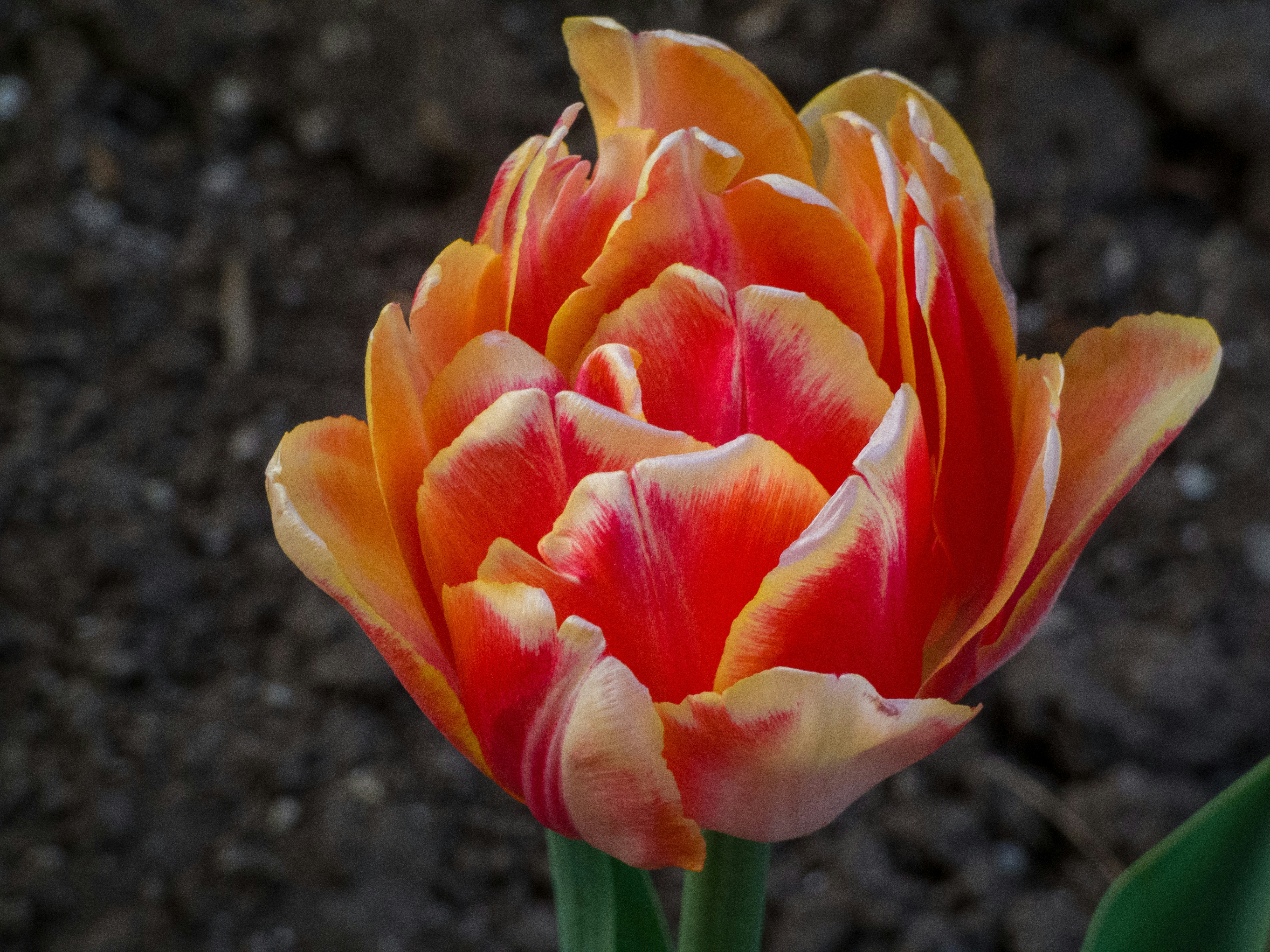 Close-up of an orange-red tulip with yellow-edged petals against dark soil, highlighting petal texture and color.