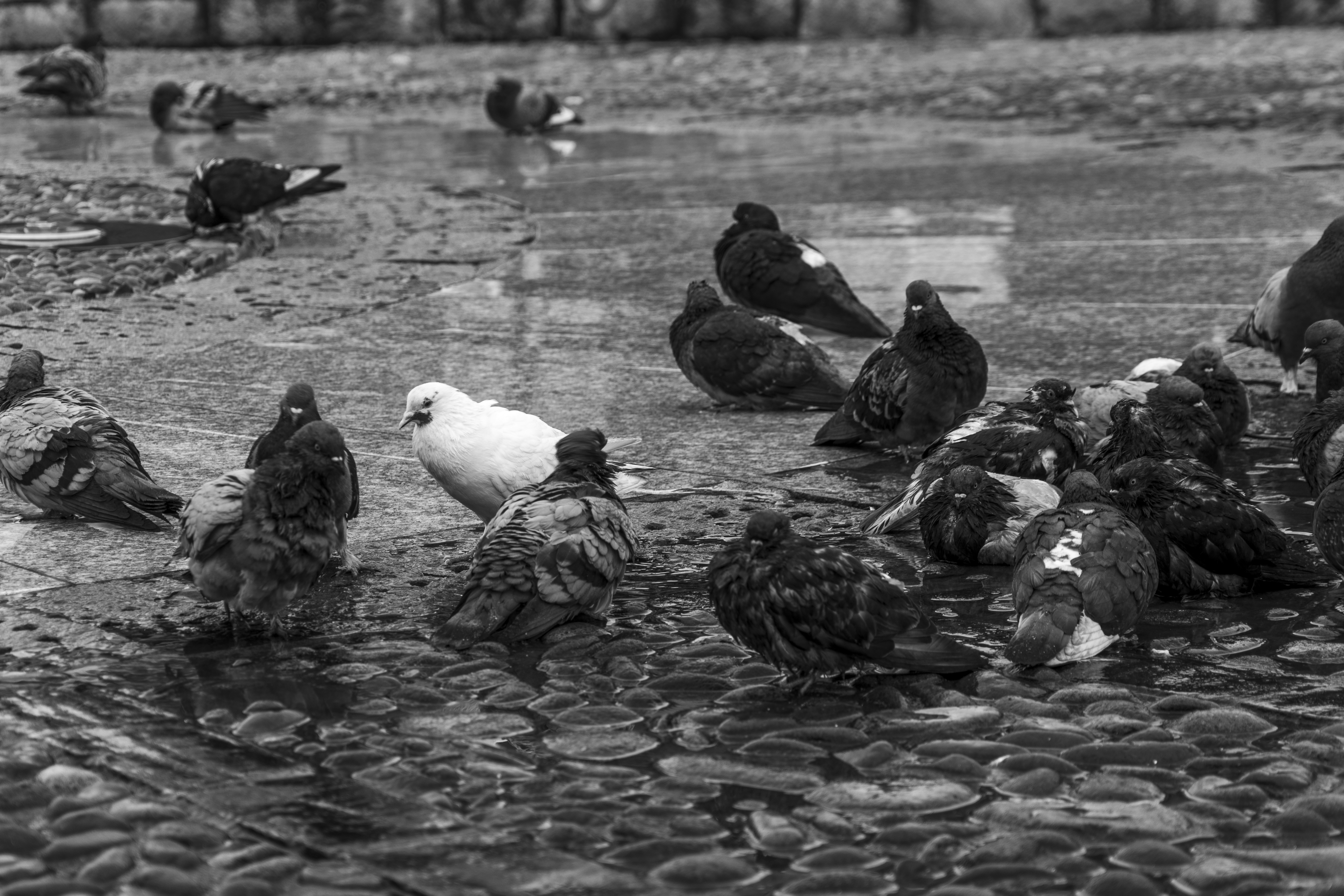 Detalles, paisajes, edificios y más del centro histórico de Cuenca, Ecuador en claves altas y bajas. Blanco y negro
