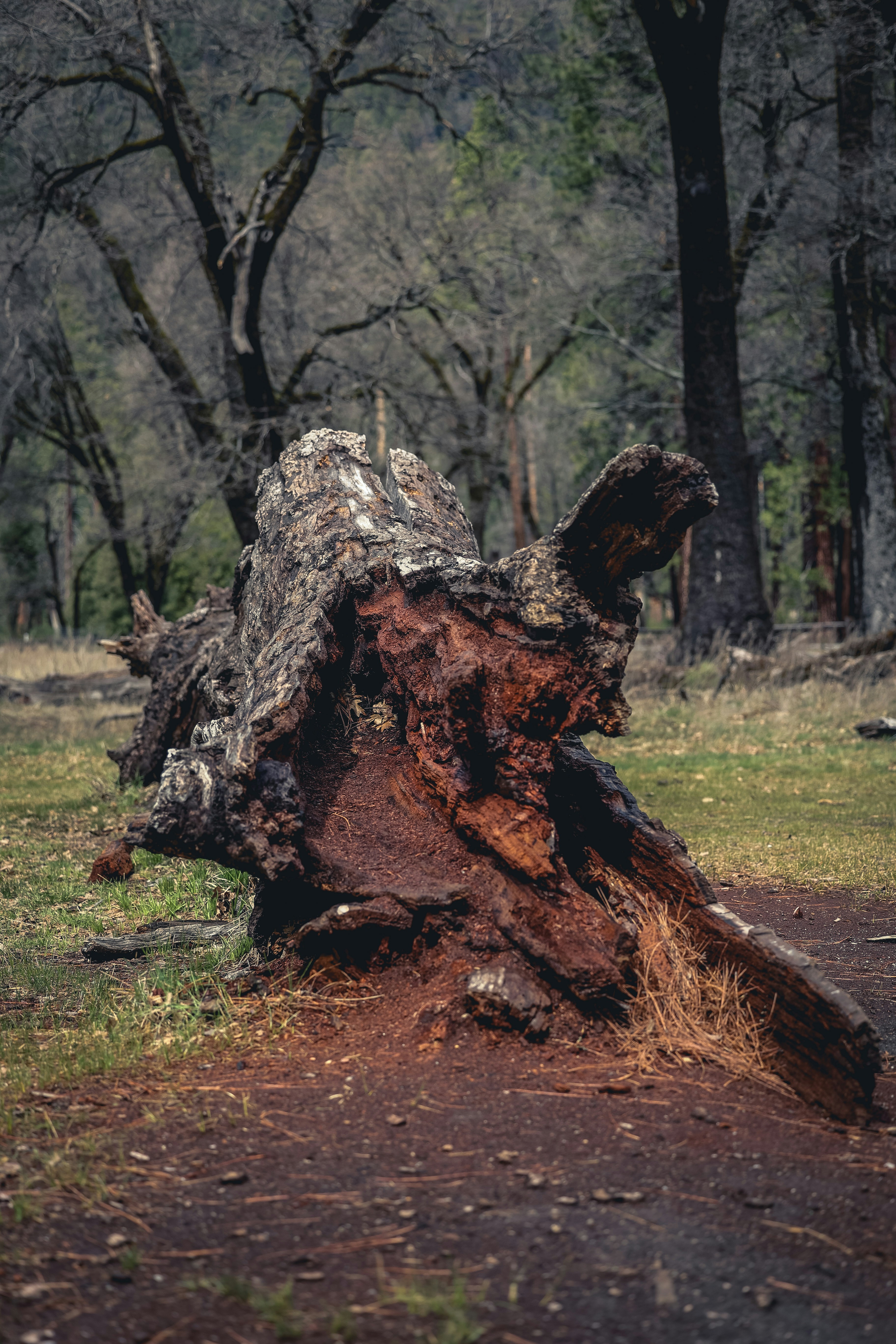 A large tree stump sitting in the middle of a forest photo – Free ...