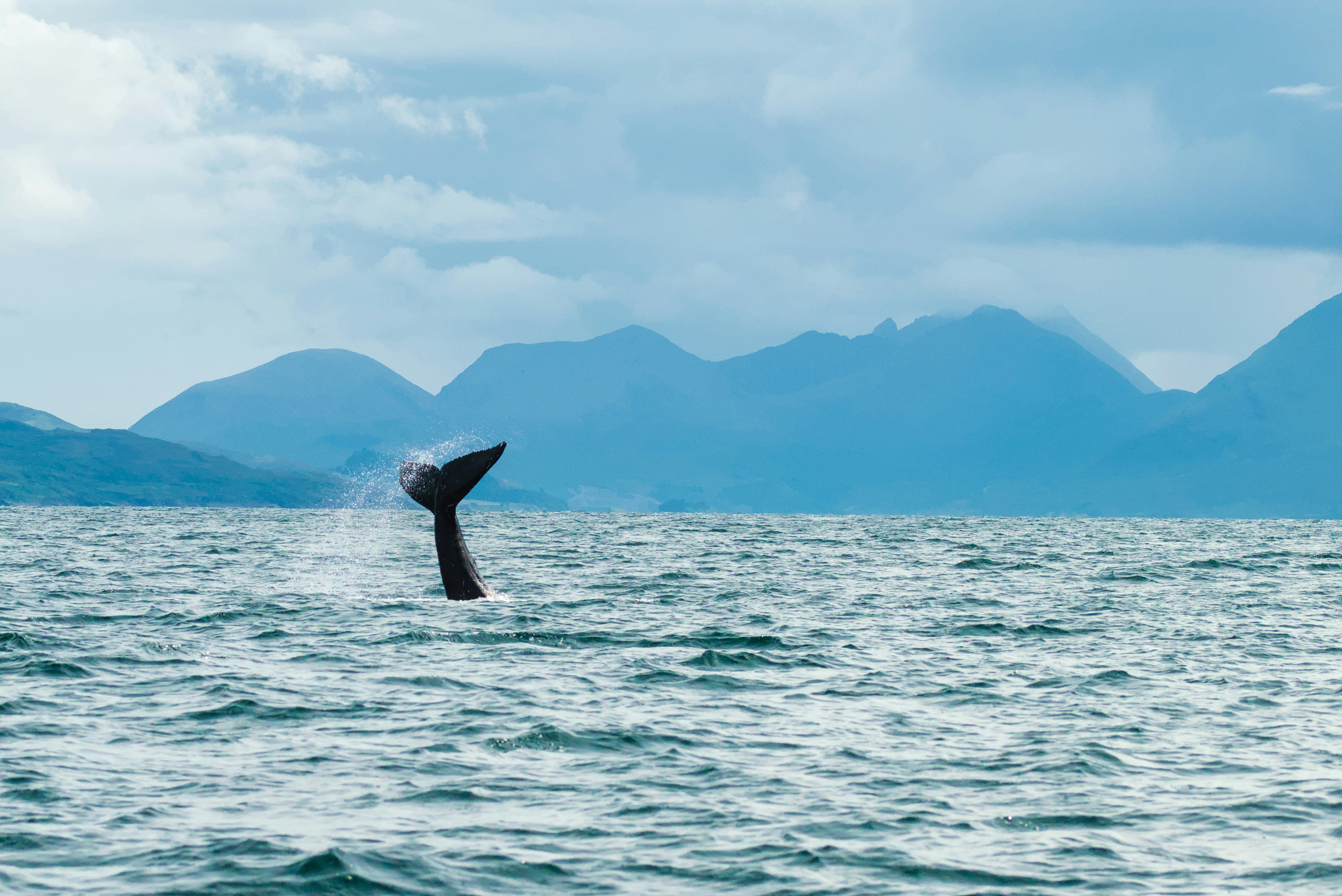 La queue d’une baleine sort de l’eau photo – Image gratuite de Animal ...