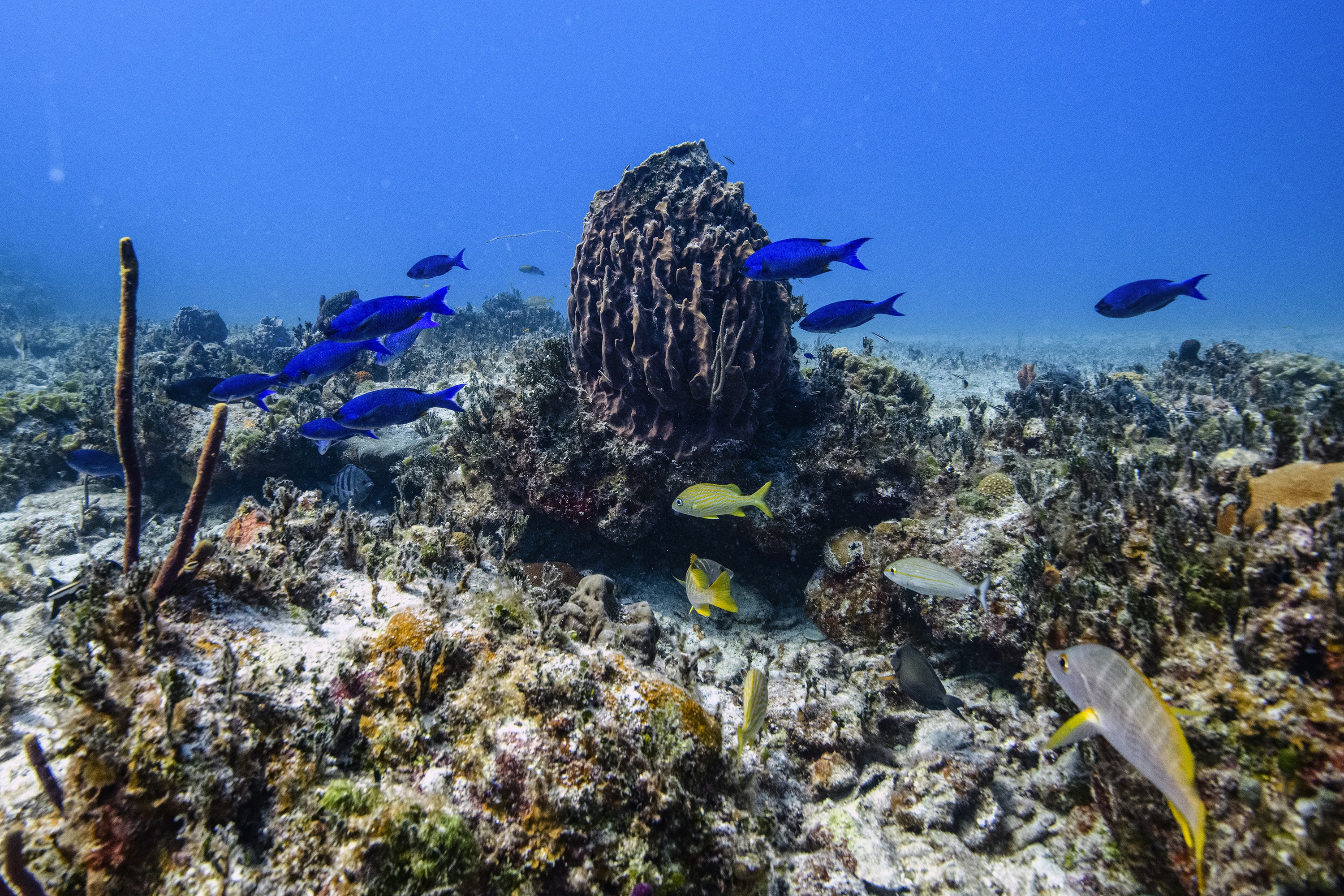 Blue Stripes and Coral Cathedral: A Coastal Reef Panorama