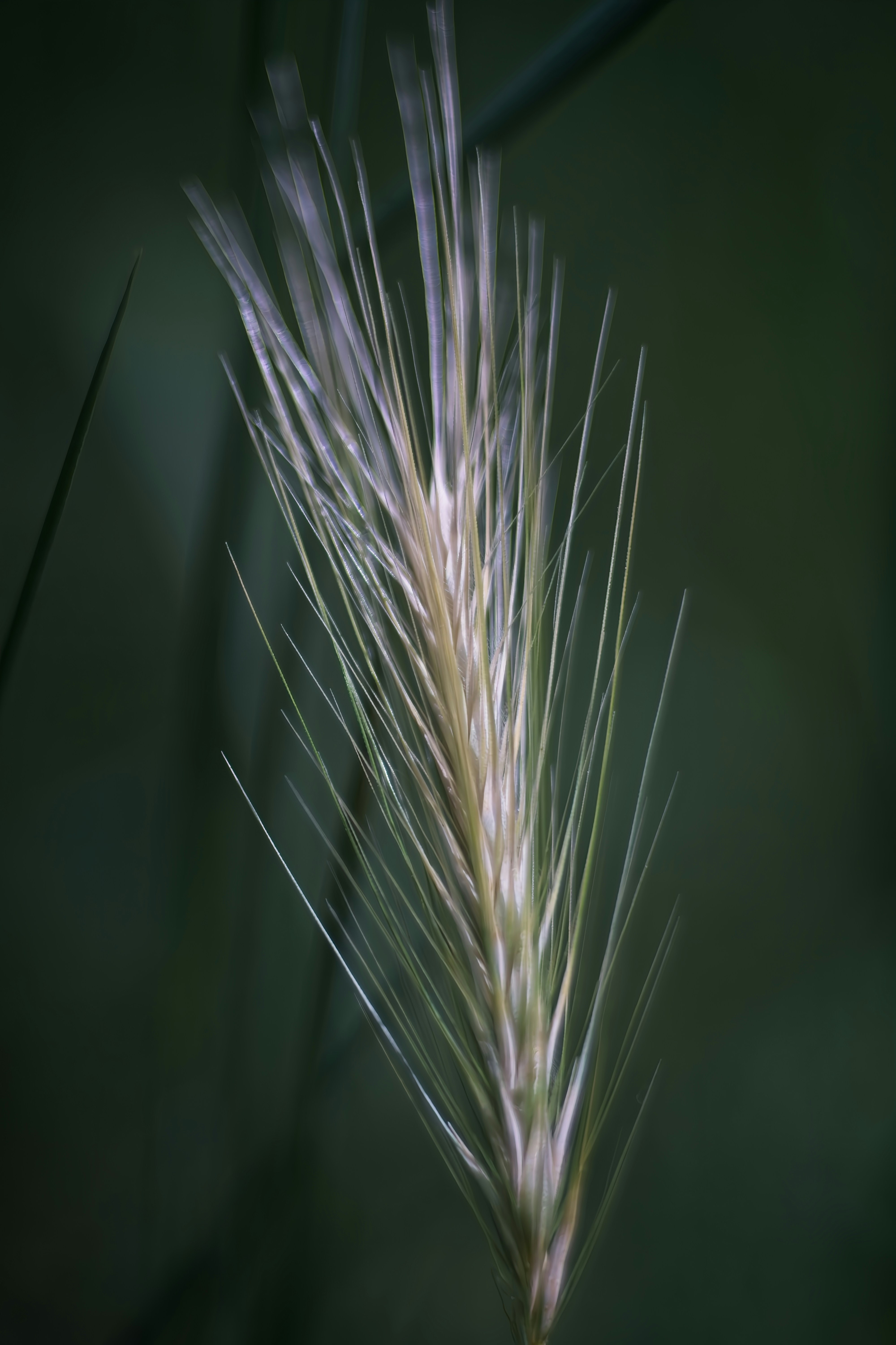 Intricate beauty of Foxtail barley (Hordeum jubatum L.)