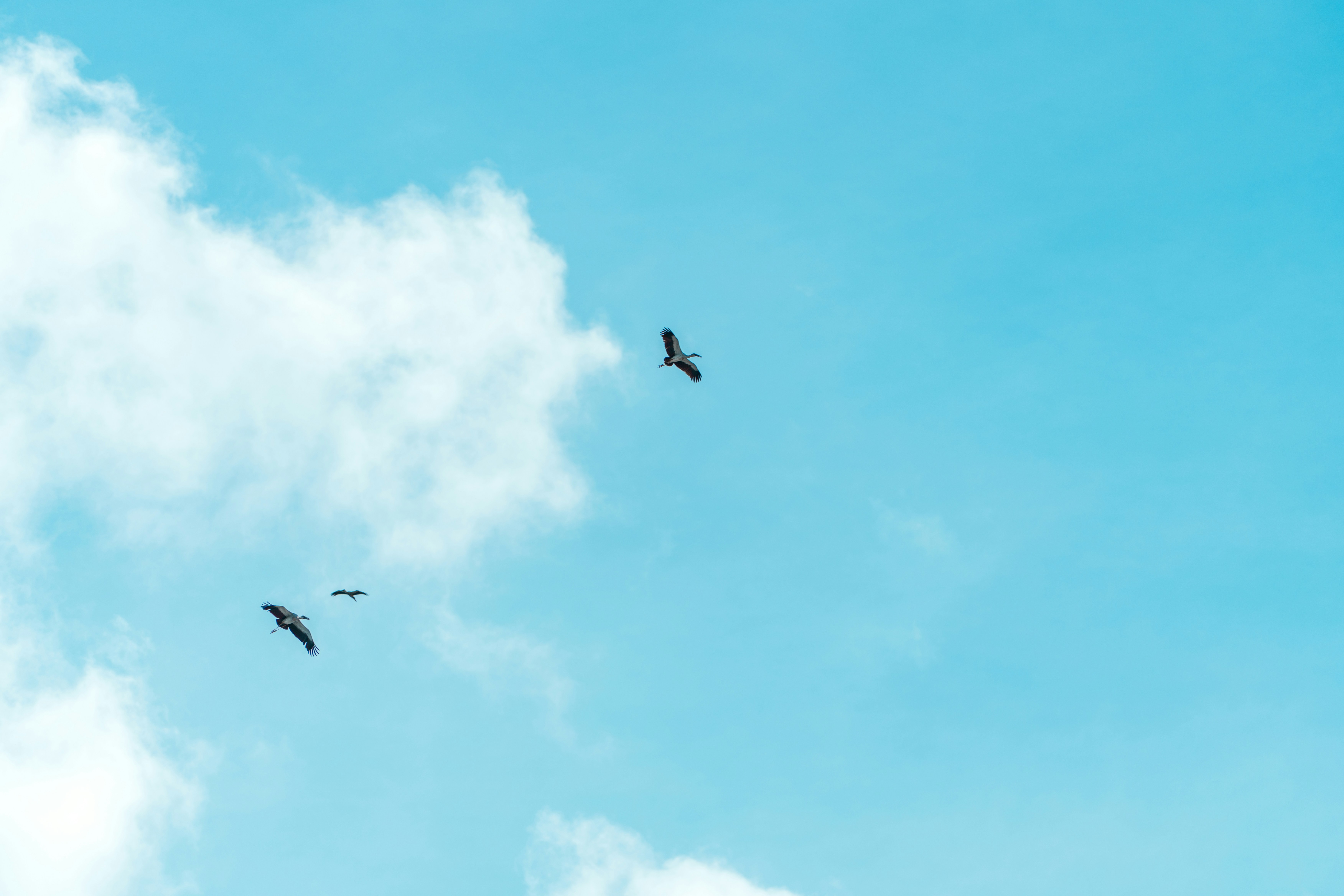 A group of birds flying through a blue sky photo – Free Blue Image on ...