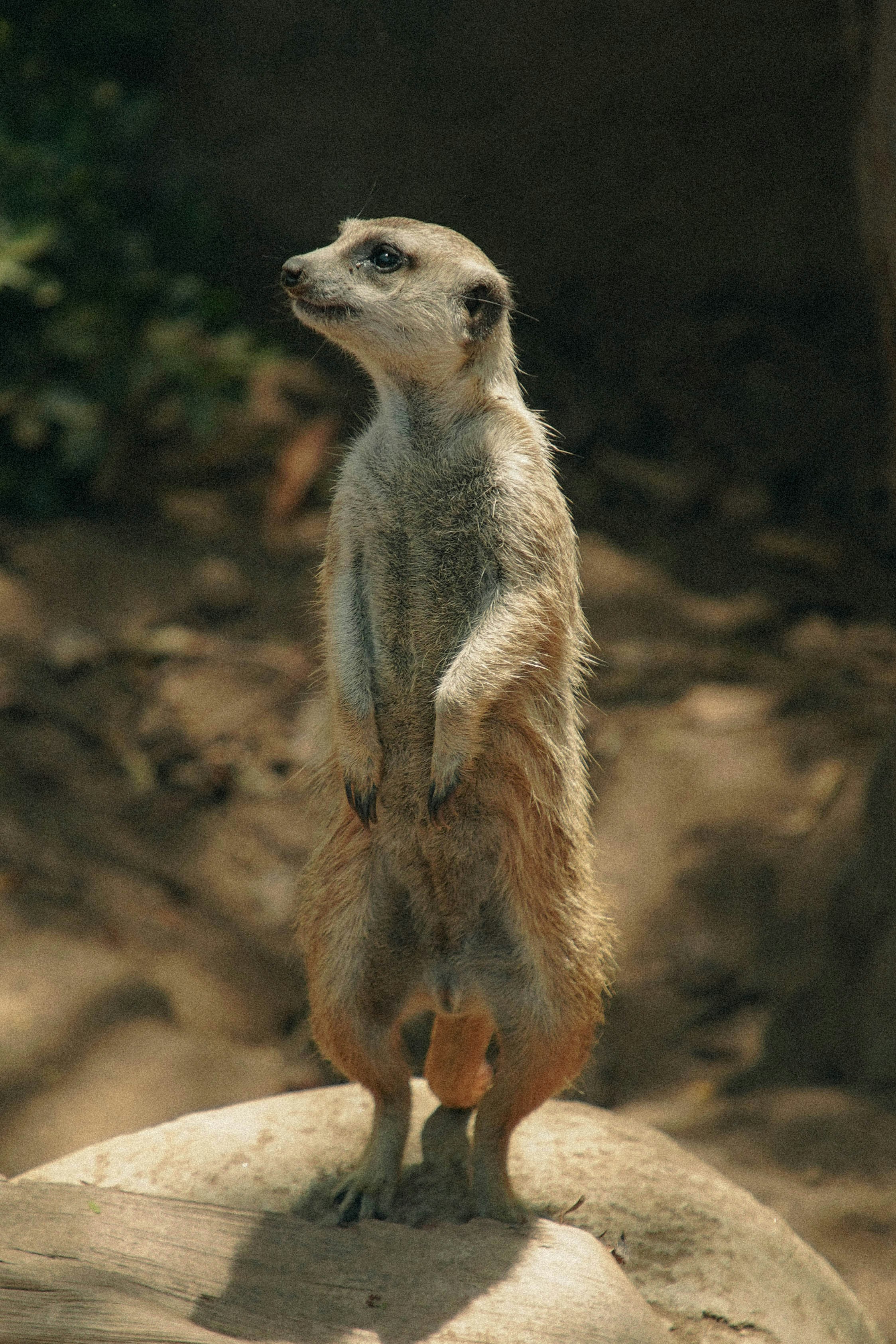 Upright Sentinel on a Sun-Warmed Rock: A Meerkat’s Watchful Stance