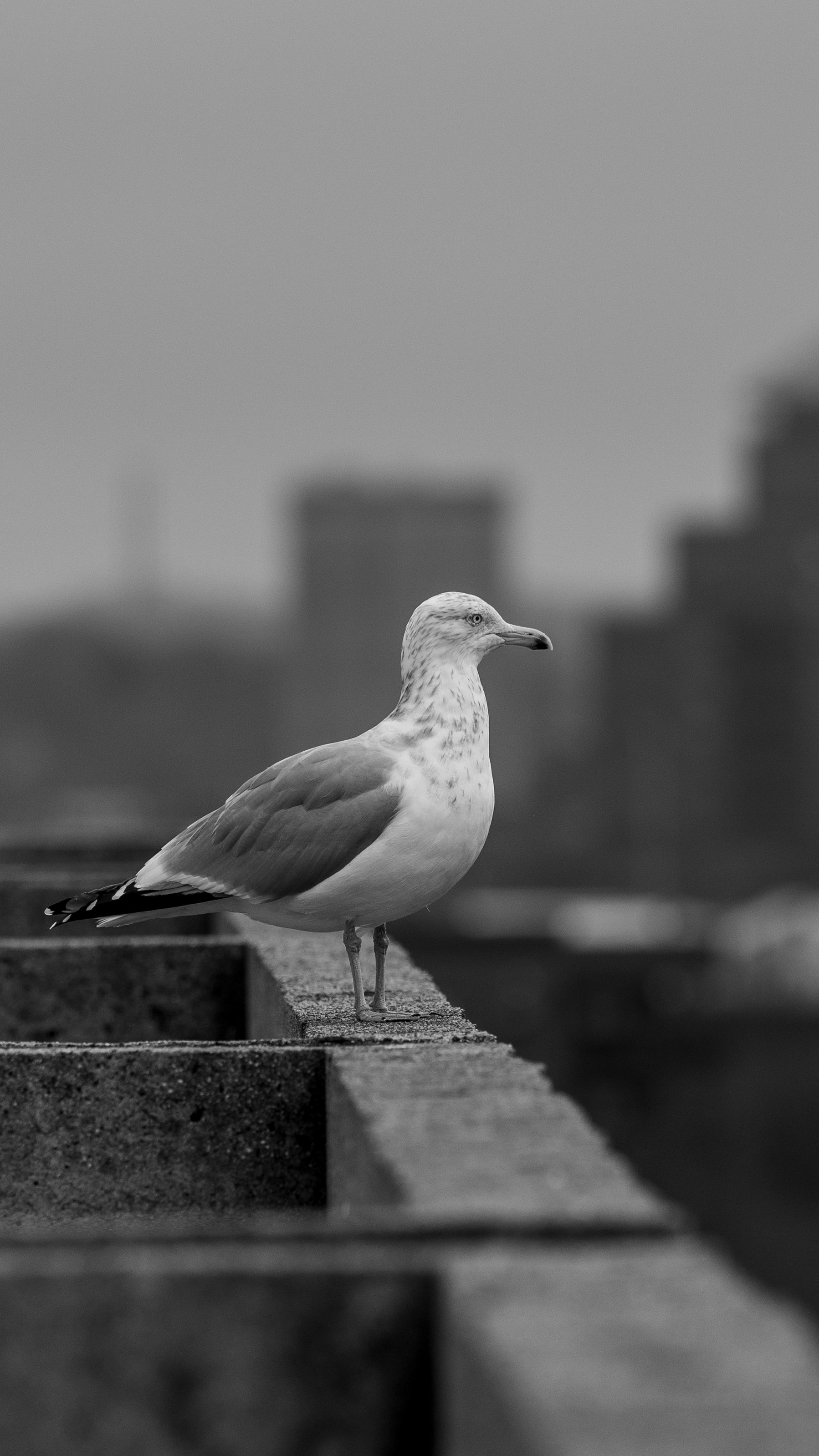 Photo by Martin Podsiad with Sony Alpha 7R IIIA