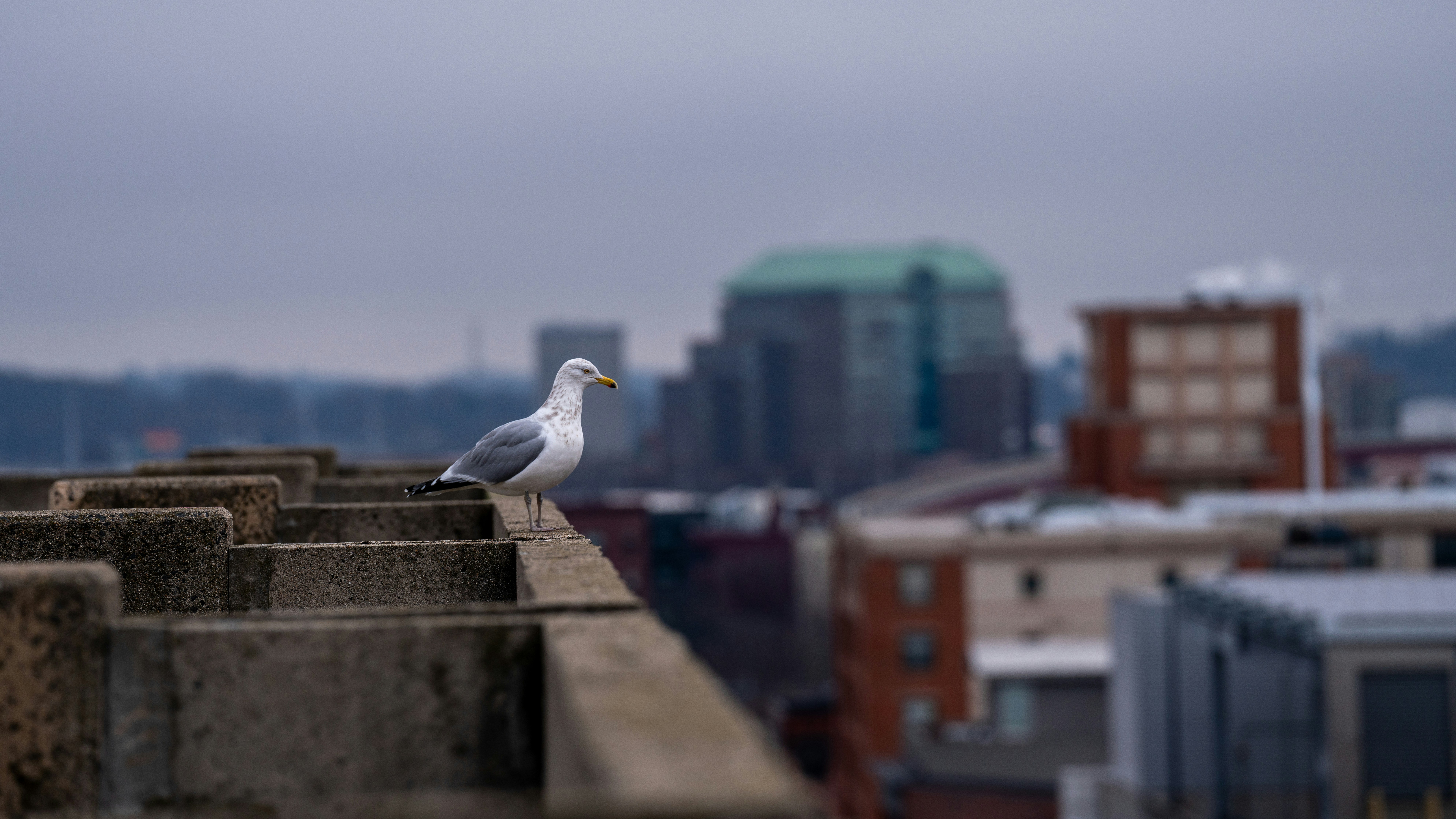 A seagull sitting on the edge of a building photo – Free Seagull Image ...