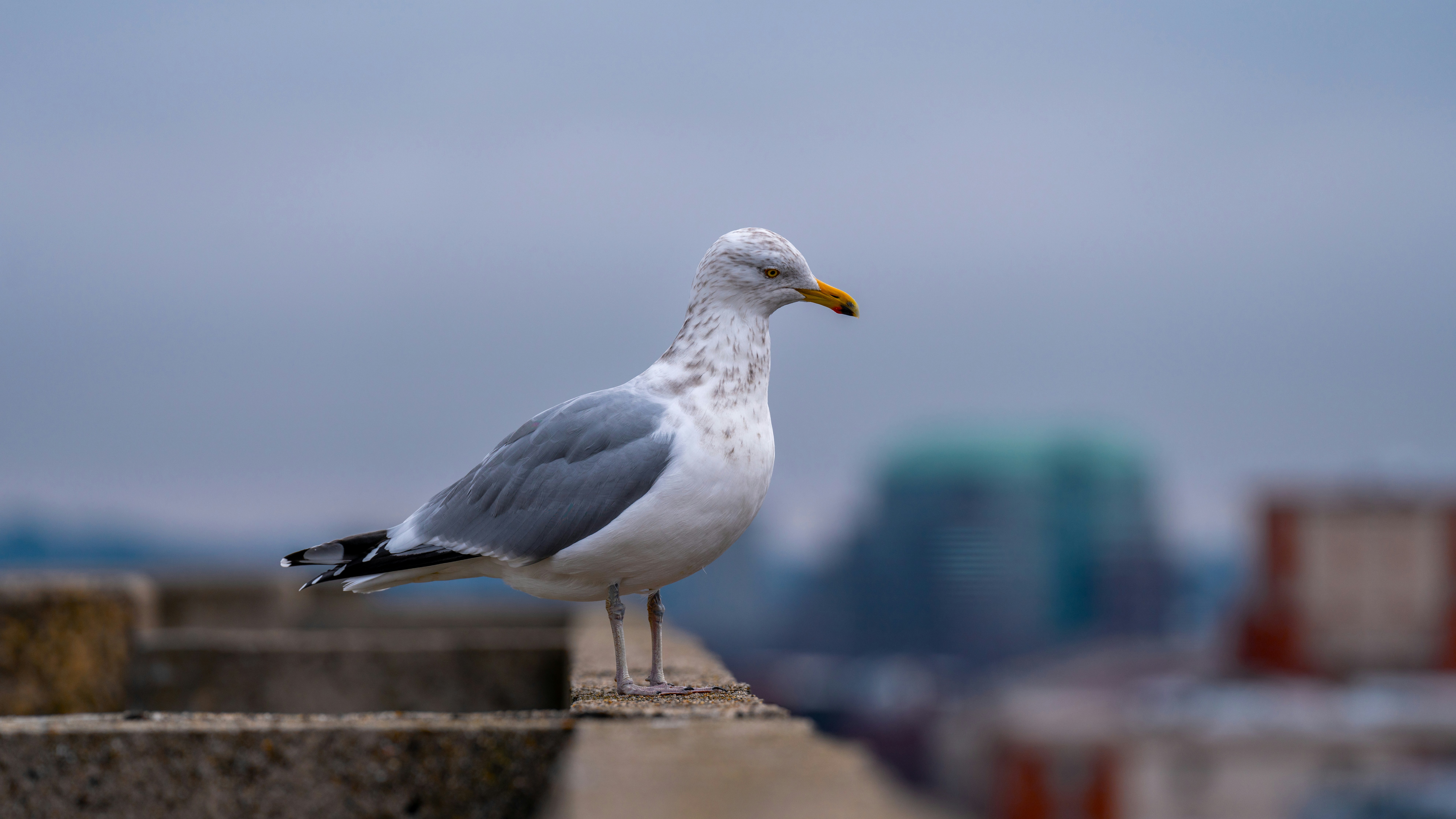 Seagull perched on a ledge, overlooking a blurred cityscape in the background. The scene captures a moment of stillness amid urban life.
