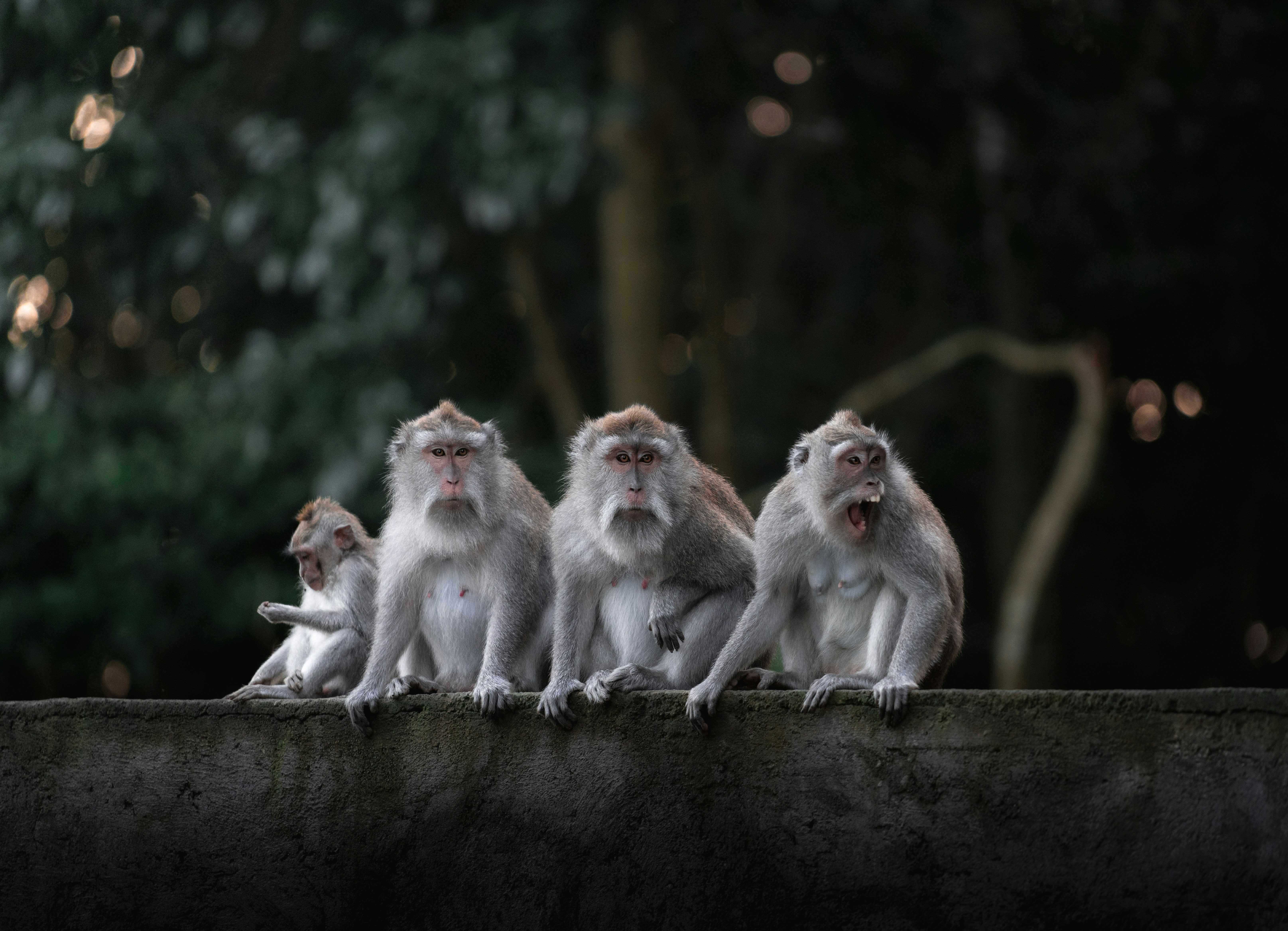 A group of monkeys sitting on top of a cement wall photo – Free Grey ...
