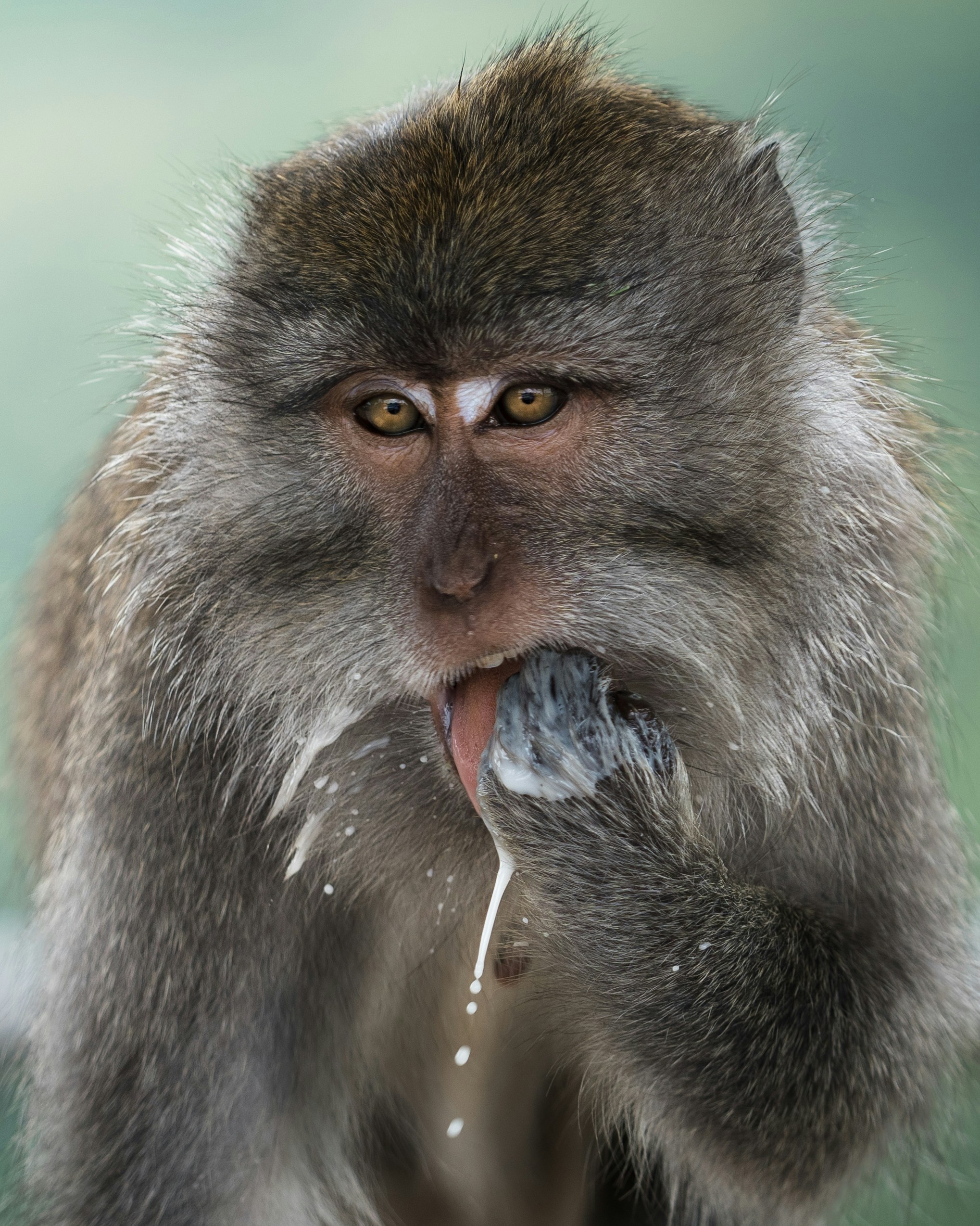 Grooming Pause: An Intimate Close-Up of a Macaque