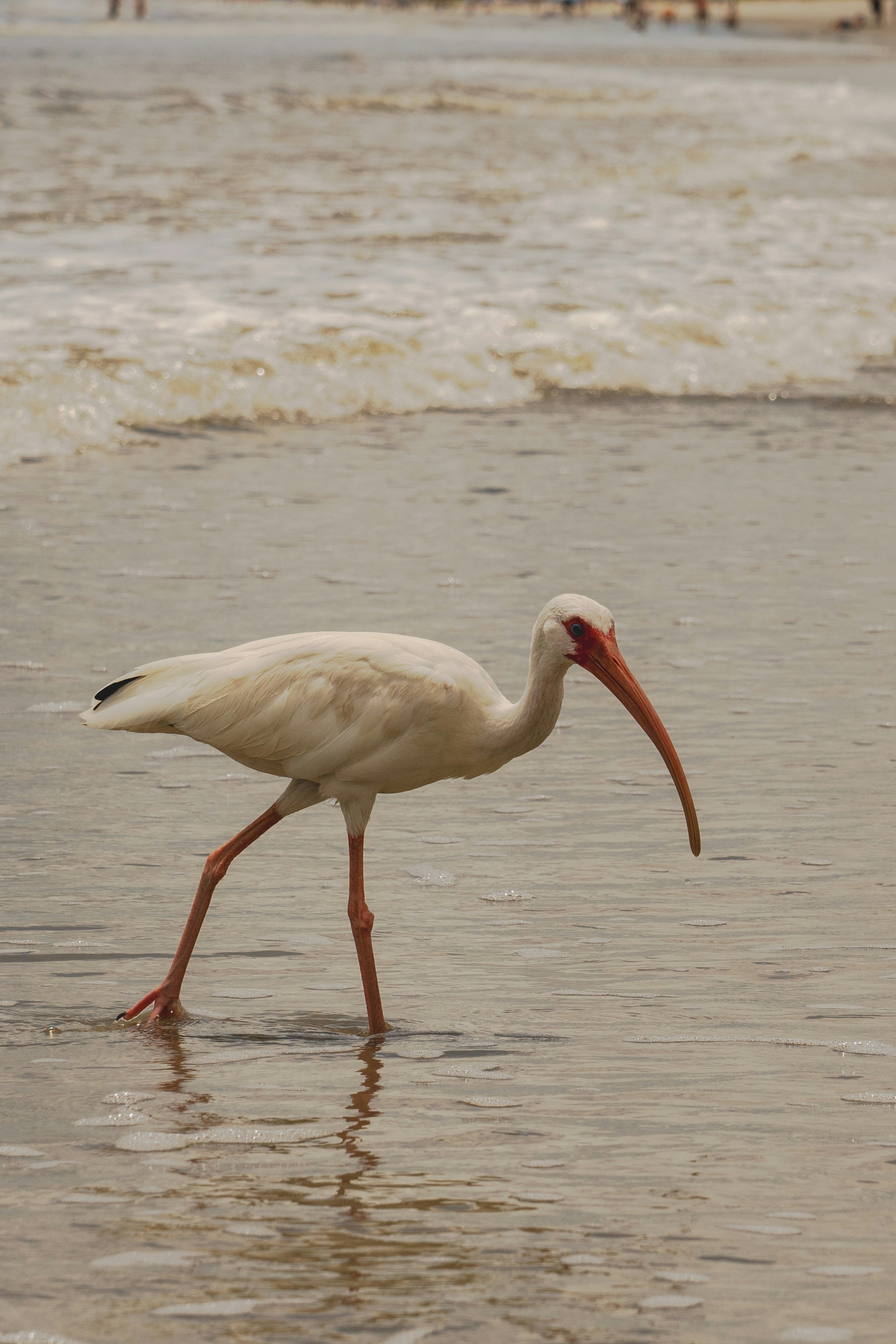 Long-legged white ibis wading through shallow coastal water