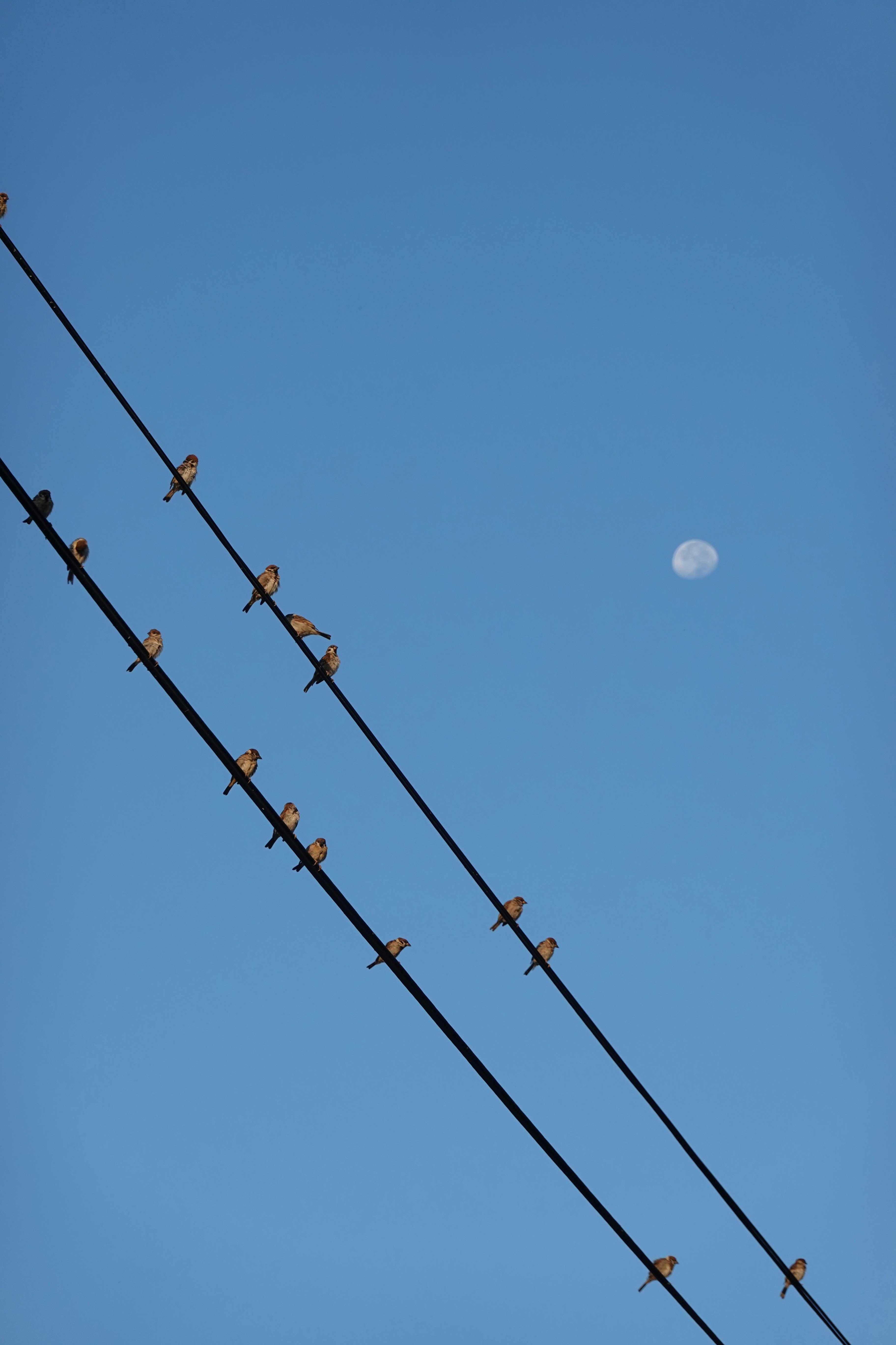 A flock of birds sitting on top of power lines photo – Free Animal ...