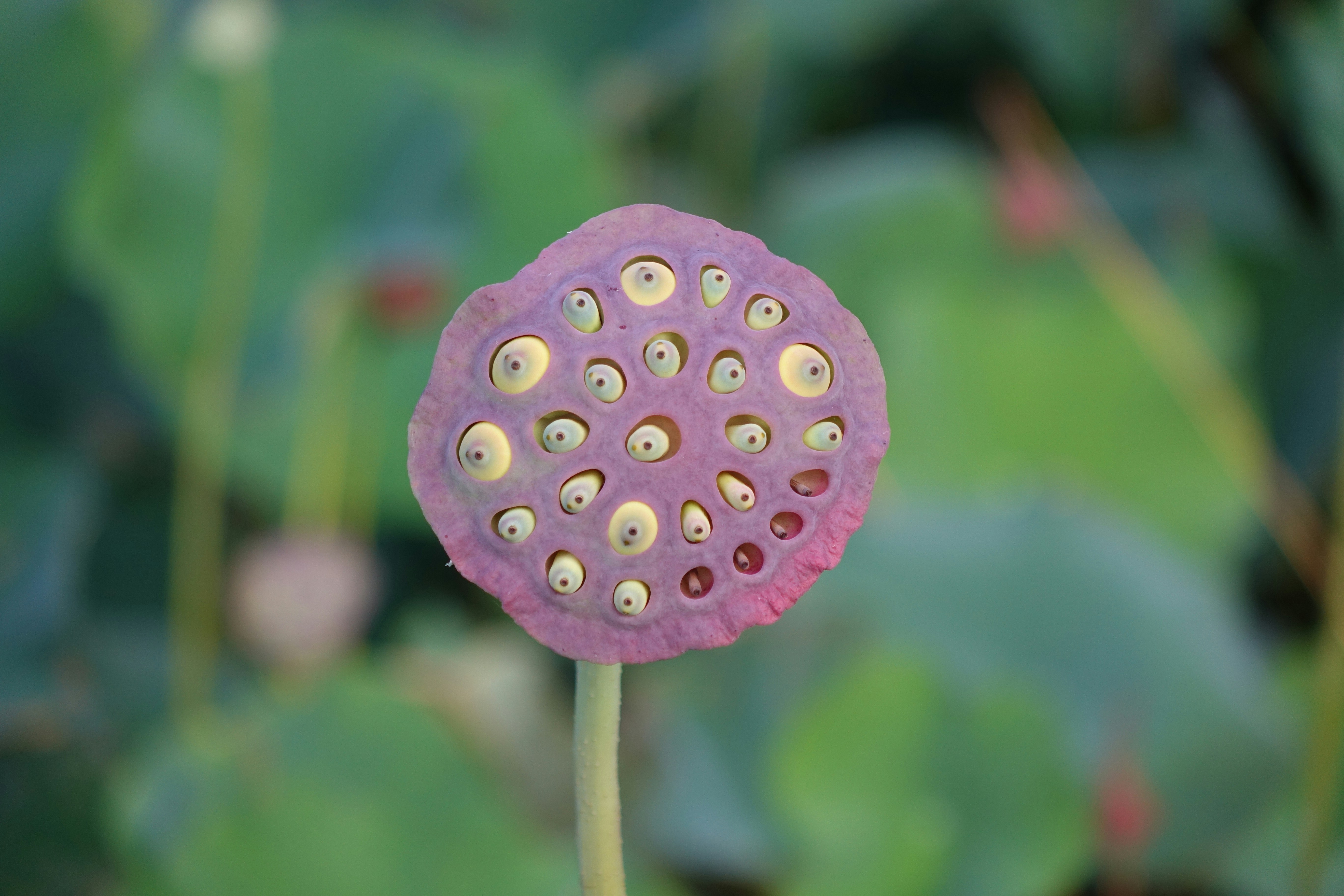 Photo by Arthur Tseng with Sony Cyber-shot RX10 II