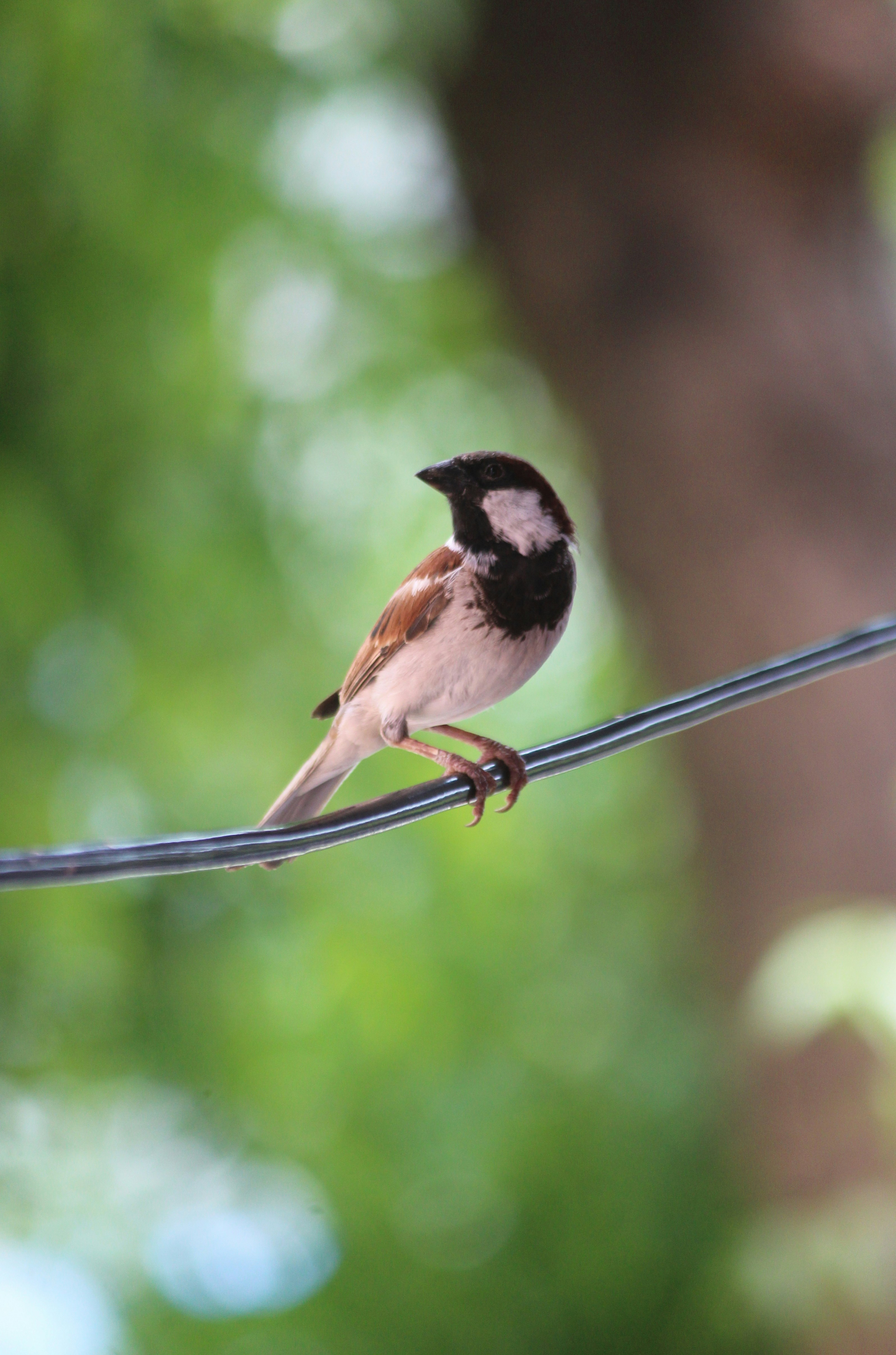 A small bird sitting on a wire with a tree in the background photo ...