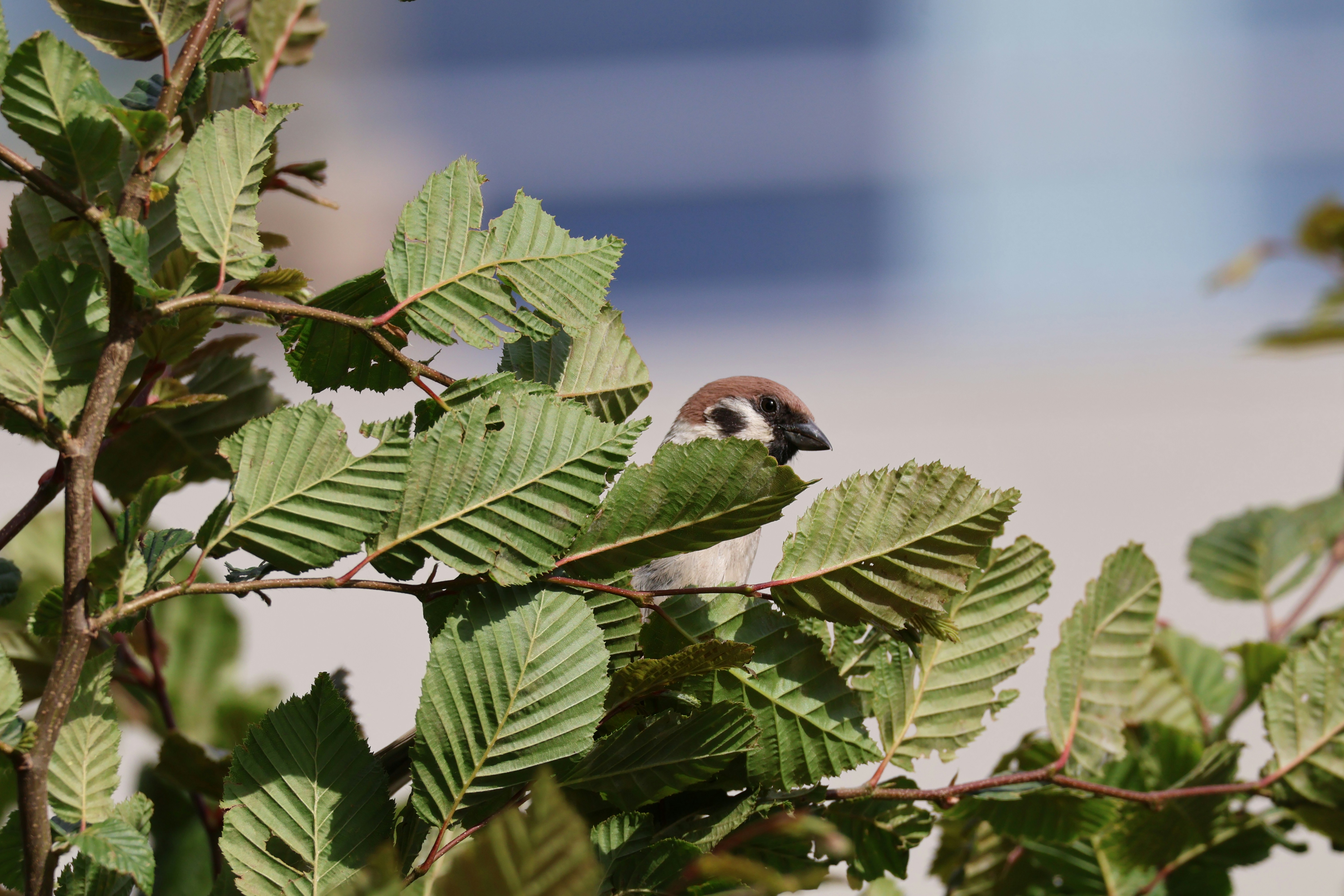 Peek Between the Leaves: A Hidden Finch in Soft Focus Green