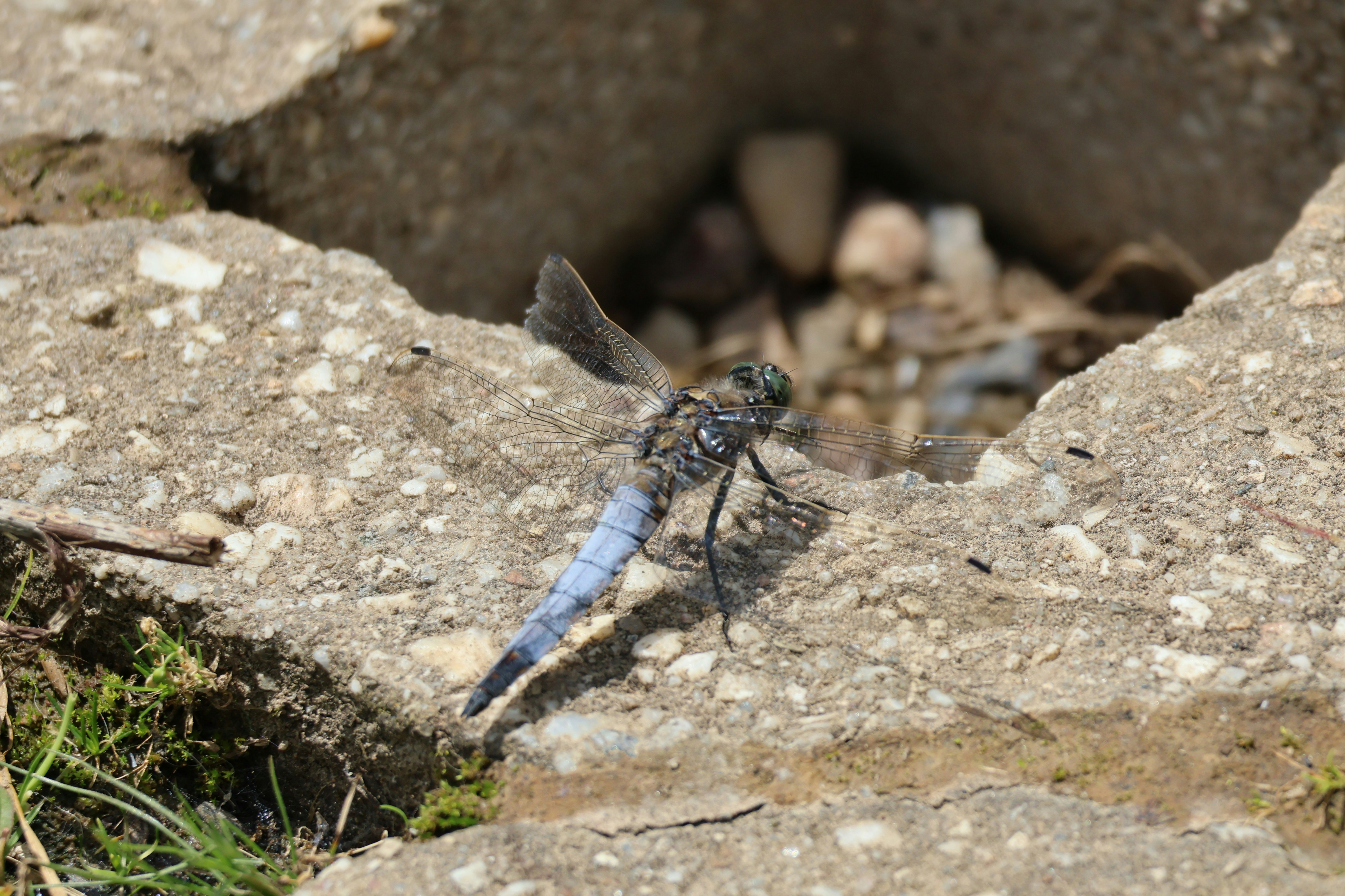 Azure Dragonfly Perched on a Weathered Stone Ridge