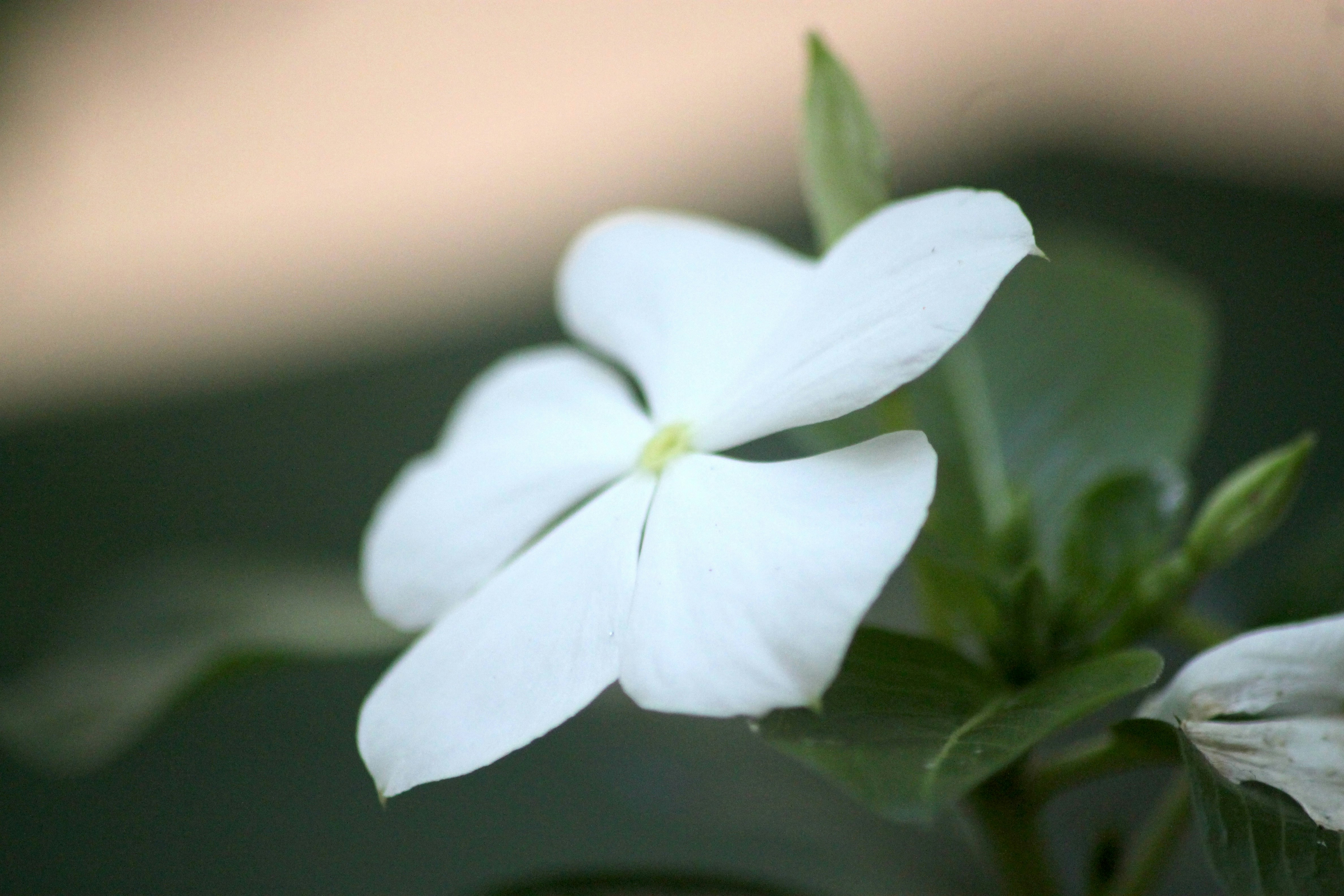 Whispering White: A Close-Up Bloom in Velvet Green