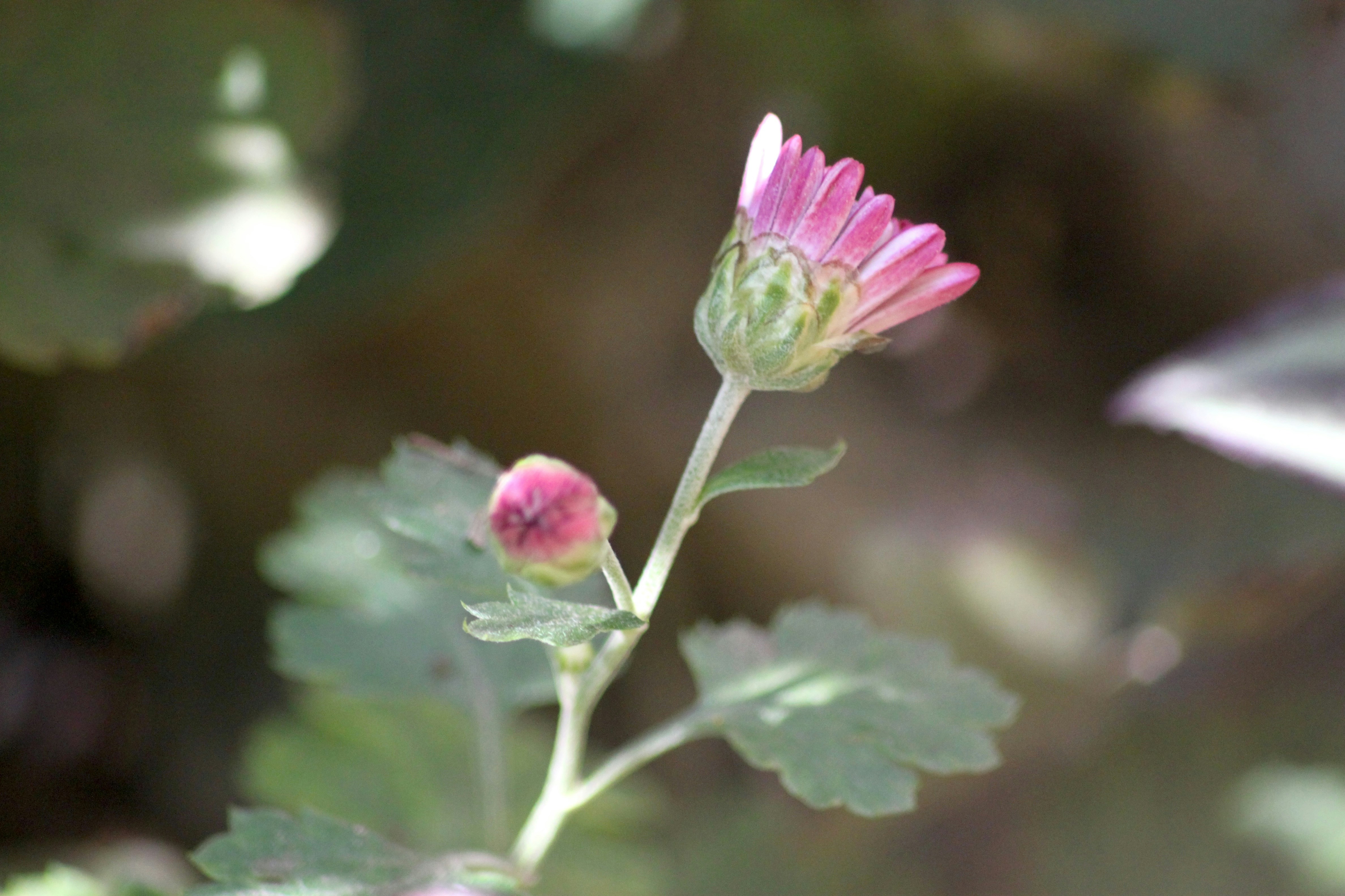 Petaled Dawn: Pink chrysanthemum bud peeking through velvet-green bokeh