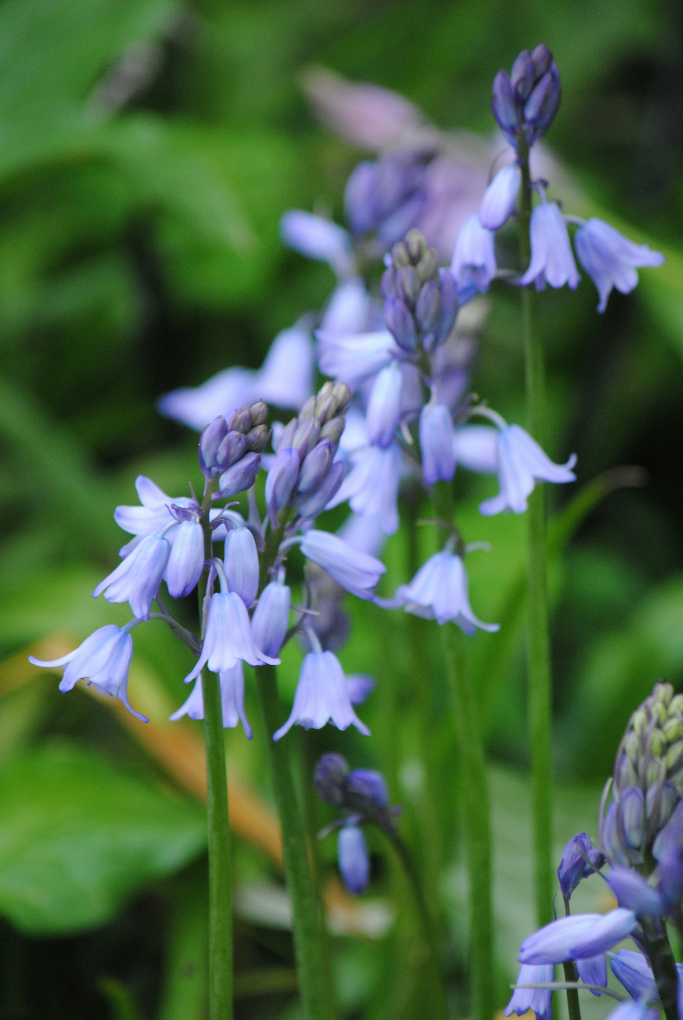 Bluebells