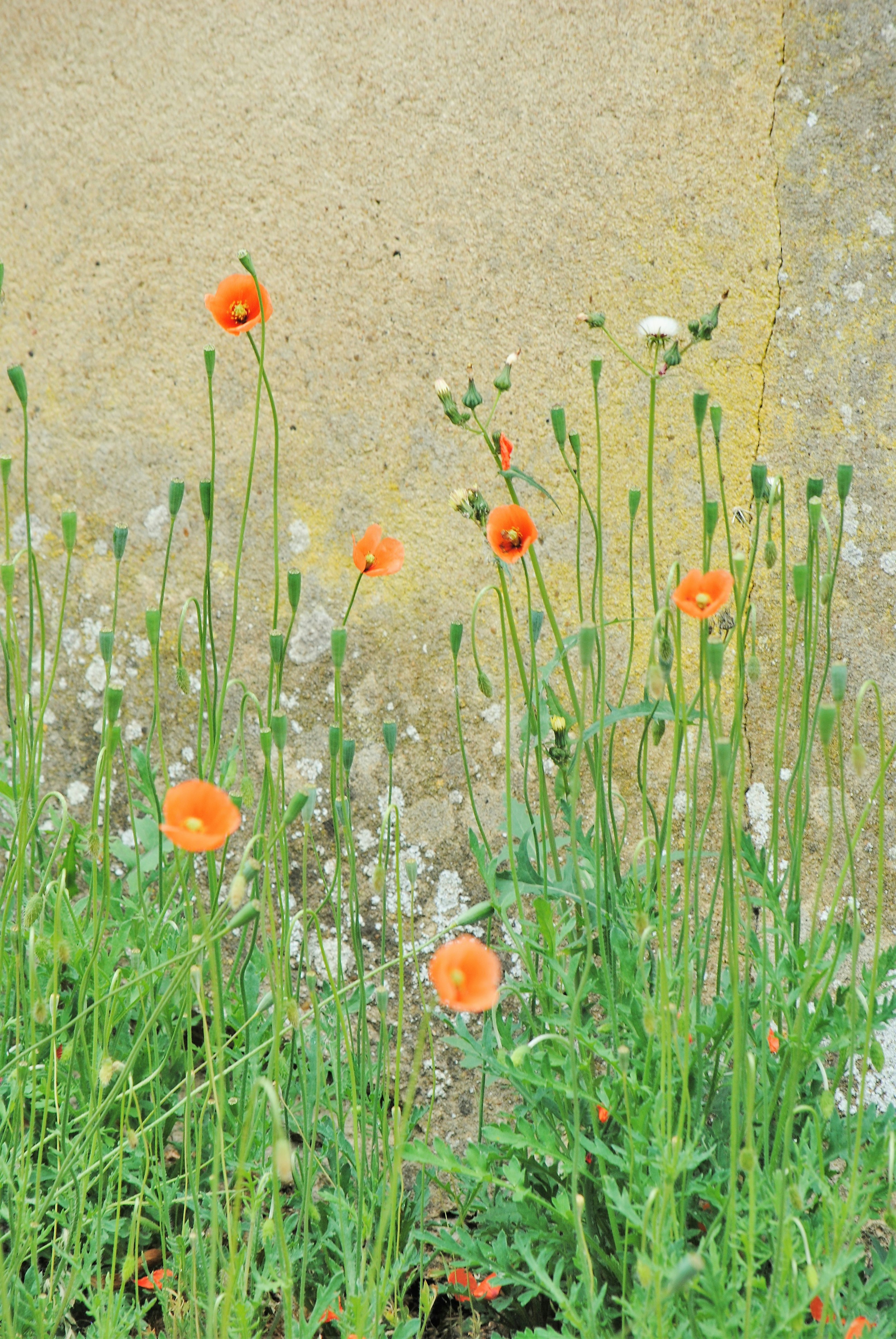 Orange poppies against a weathered courtyard wall