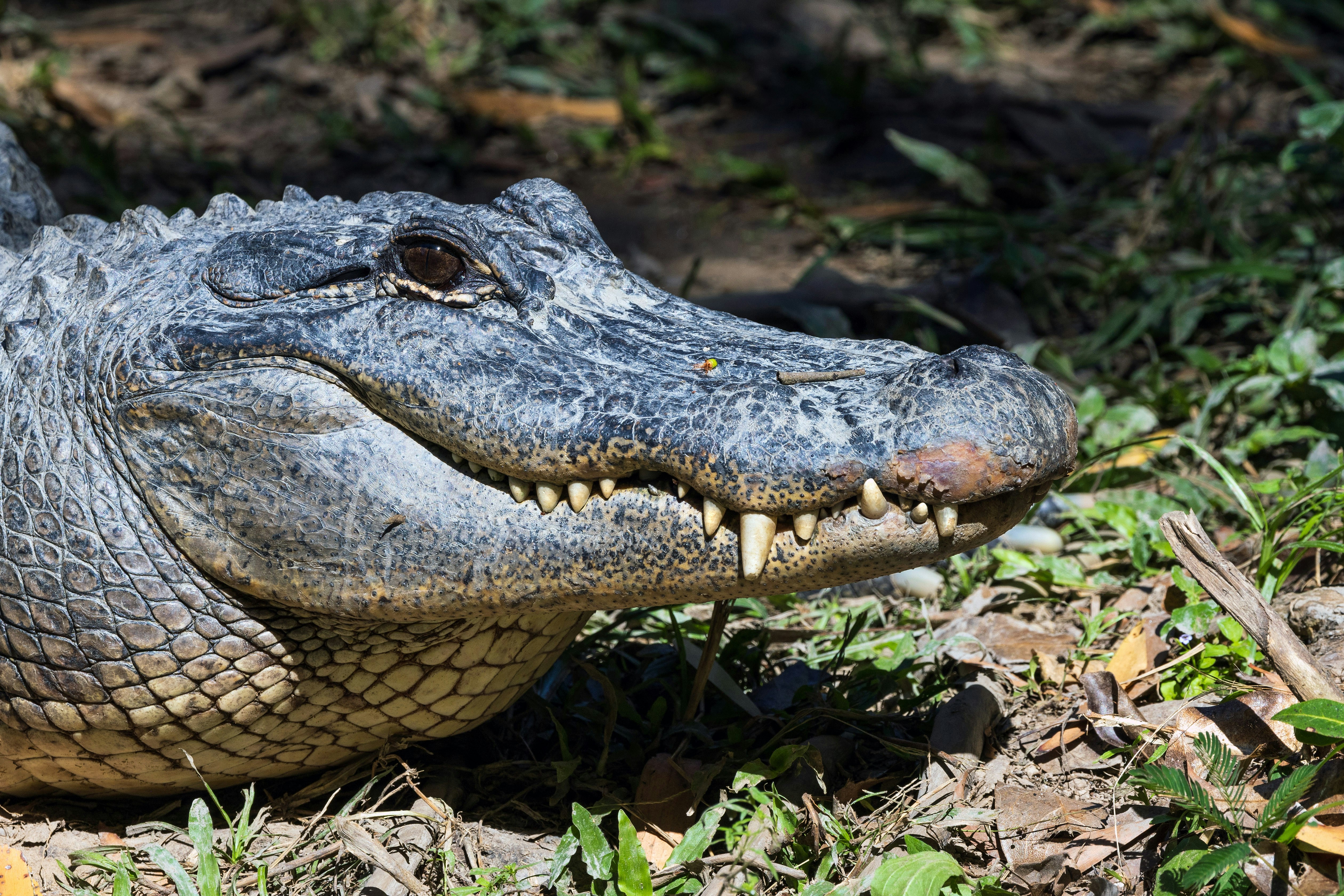 A close up of an alligator laying on the ground photo – Free Crocodile ...