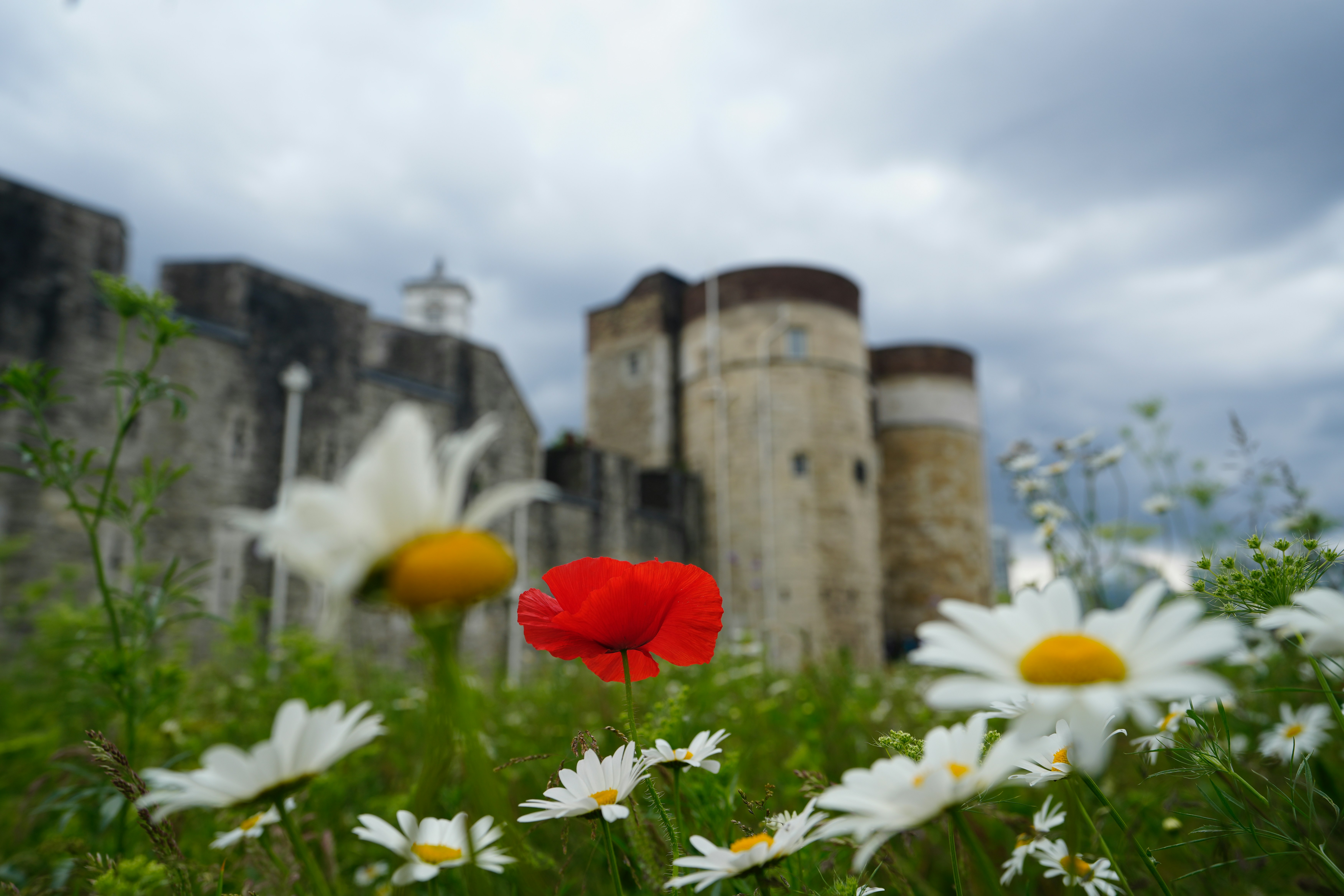 Crimson Poppy at the Foot of an Ancient Fortress