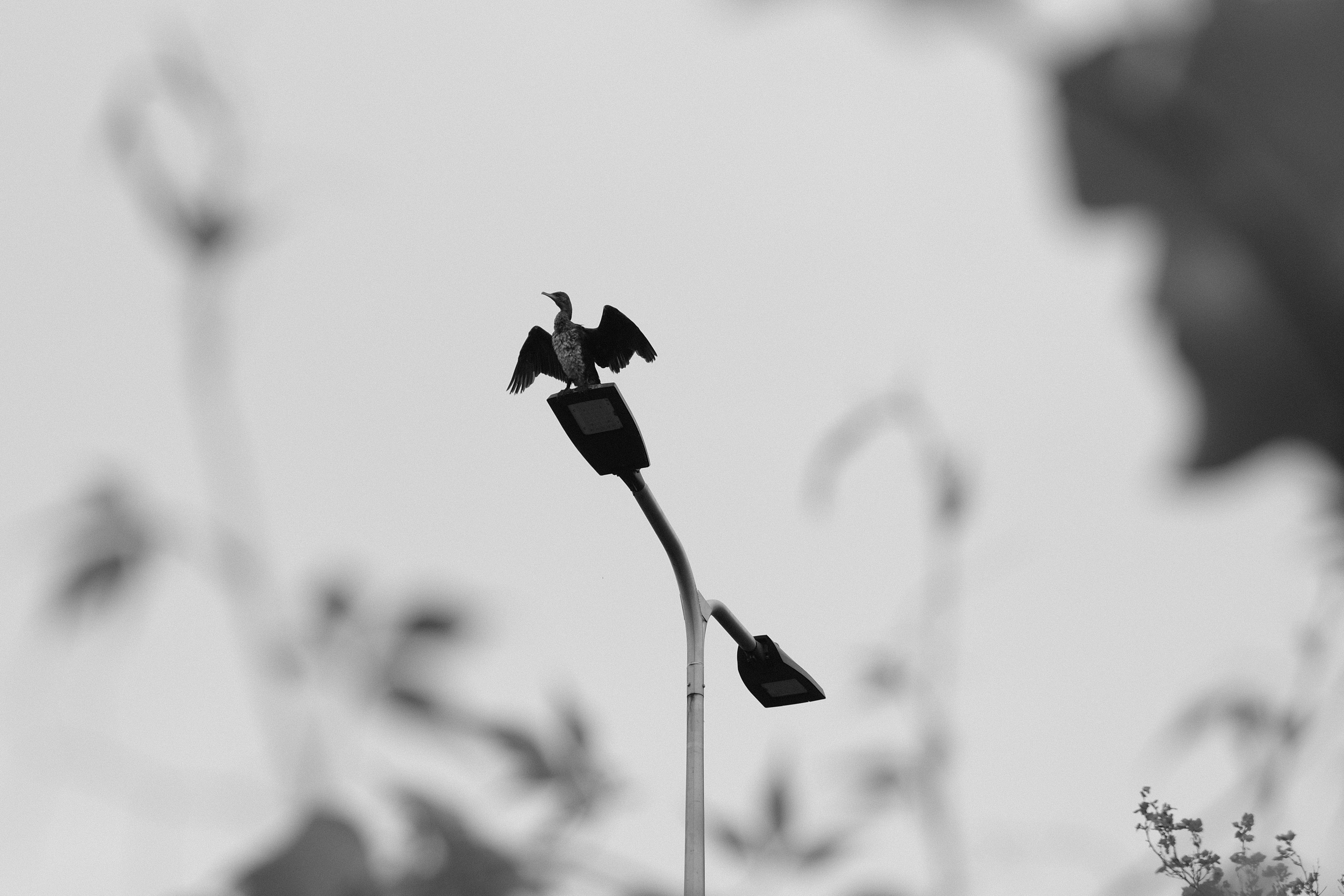 Lamppost Sentinel: Hawk Silhouette Amid Soft Foliage