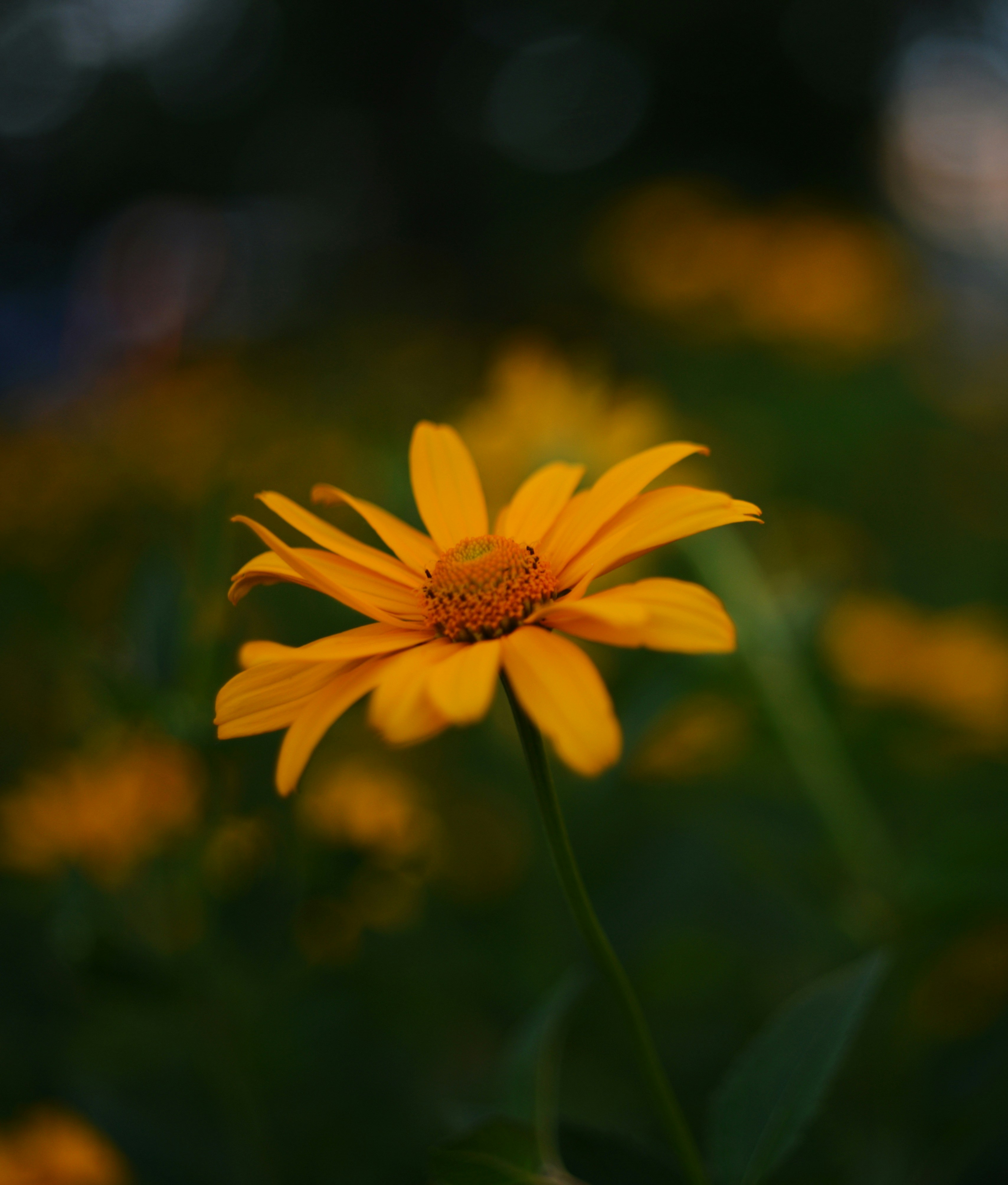 Photo by Liana S with Nikon D600