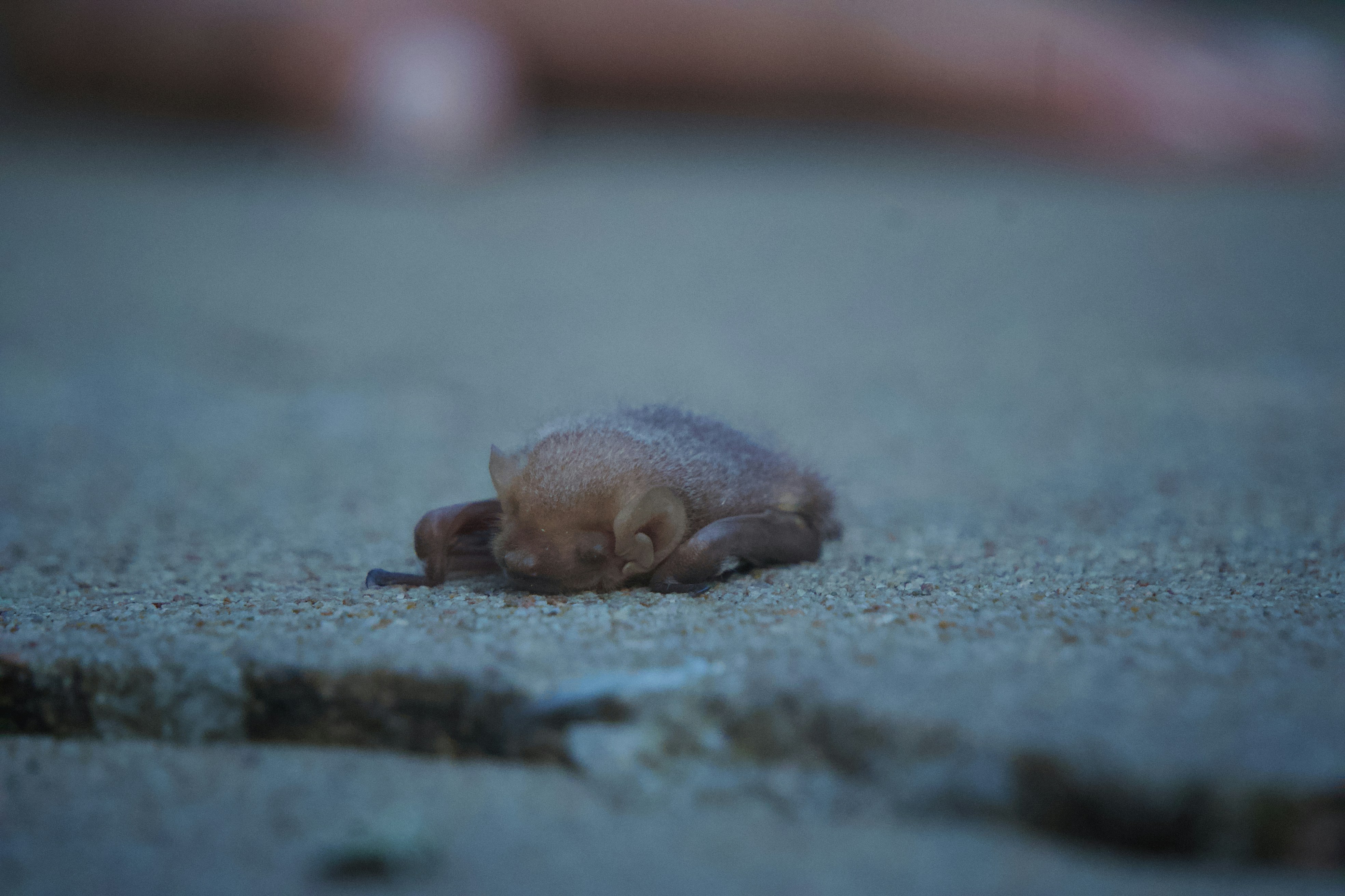 A small animal laying on top of a sandy beach photo – Free Baby animals ...