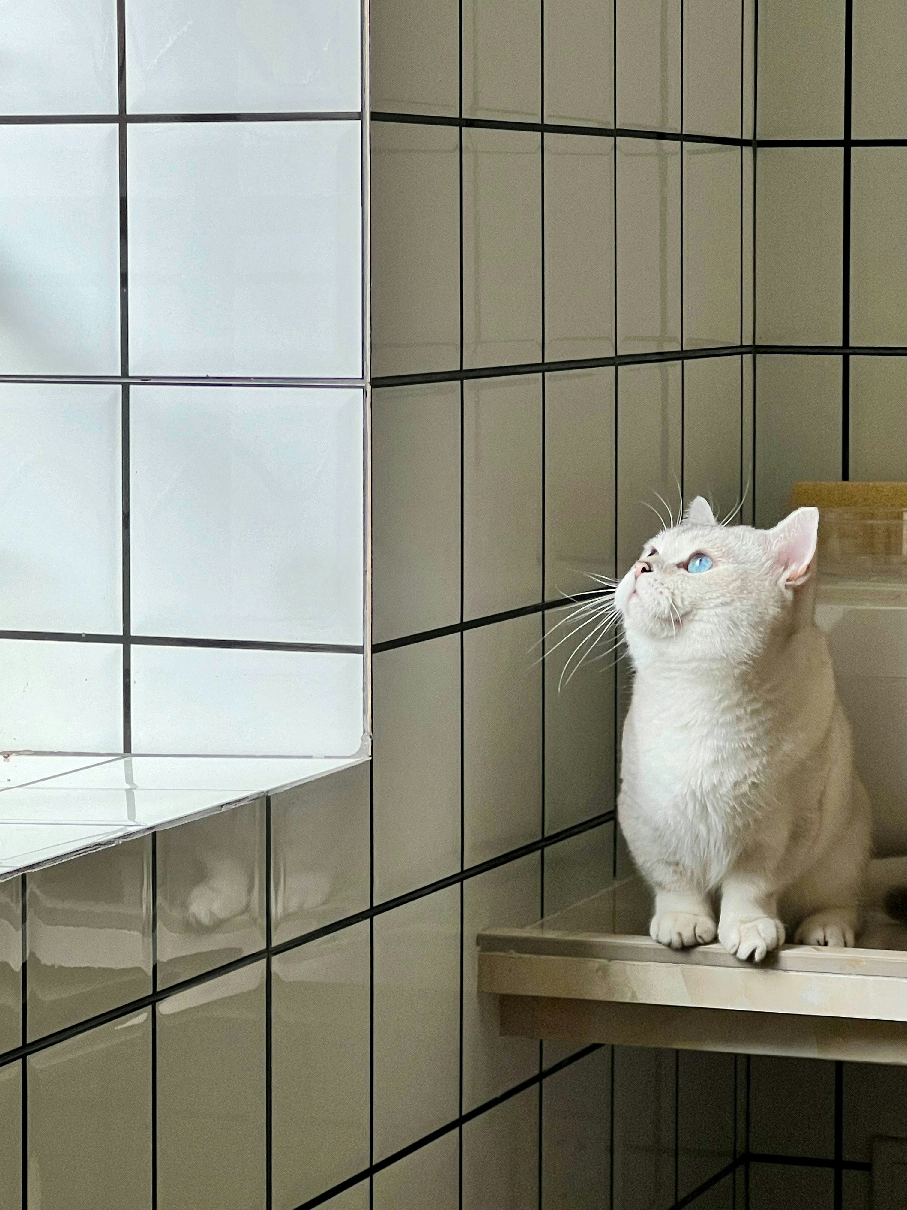 Whiskers Under the Grid: a Cat's Quiet Gaze in Tile Light