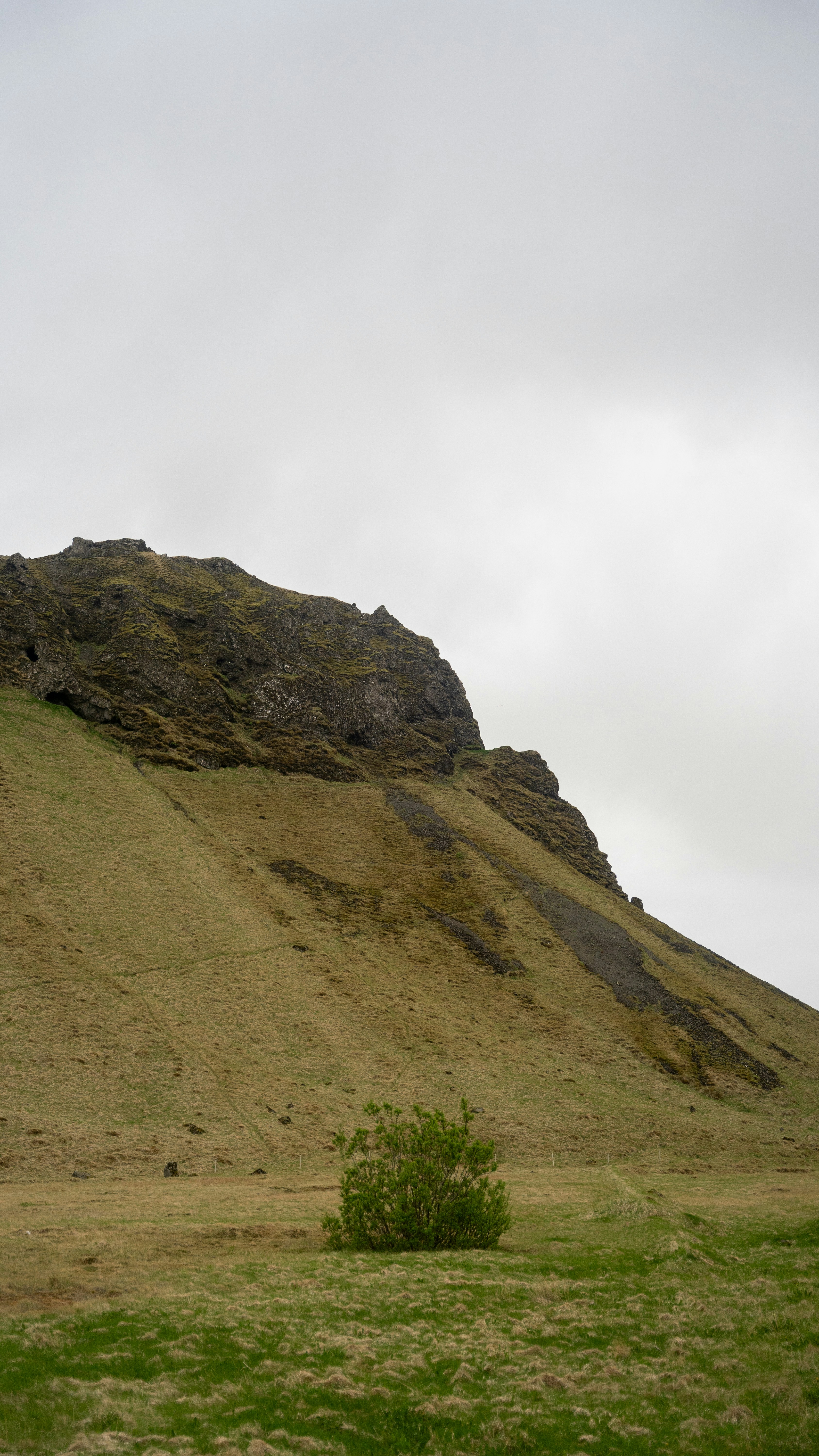 The Sentinel Shrub Beside a Rugged, Overcast Slope